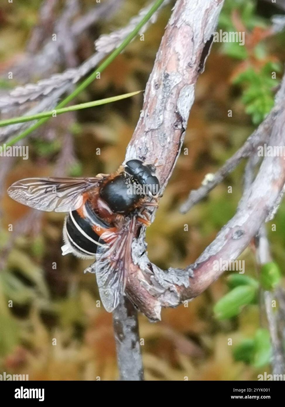 Bog-dwelling Drone Fly (Eristalis cryptarum Stock Photo - Alamy