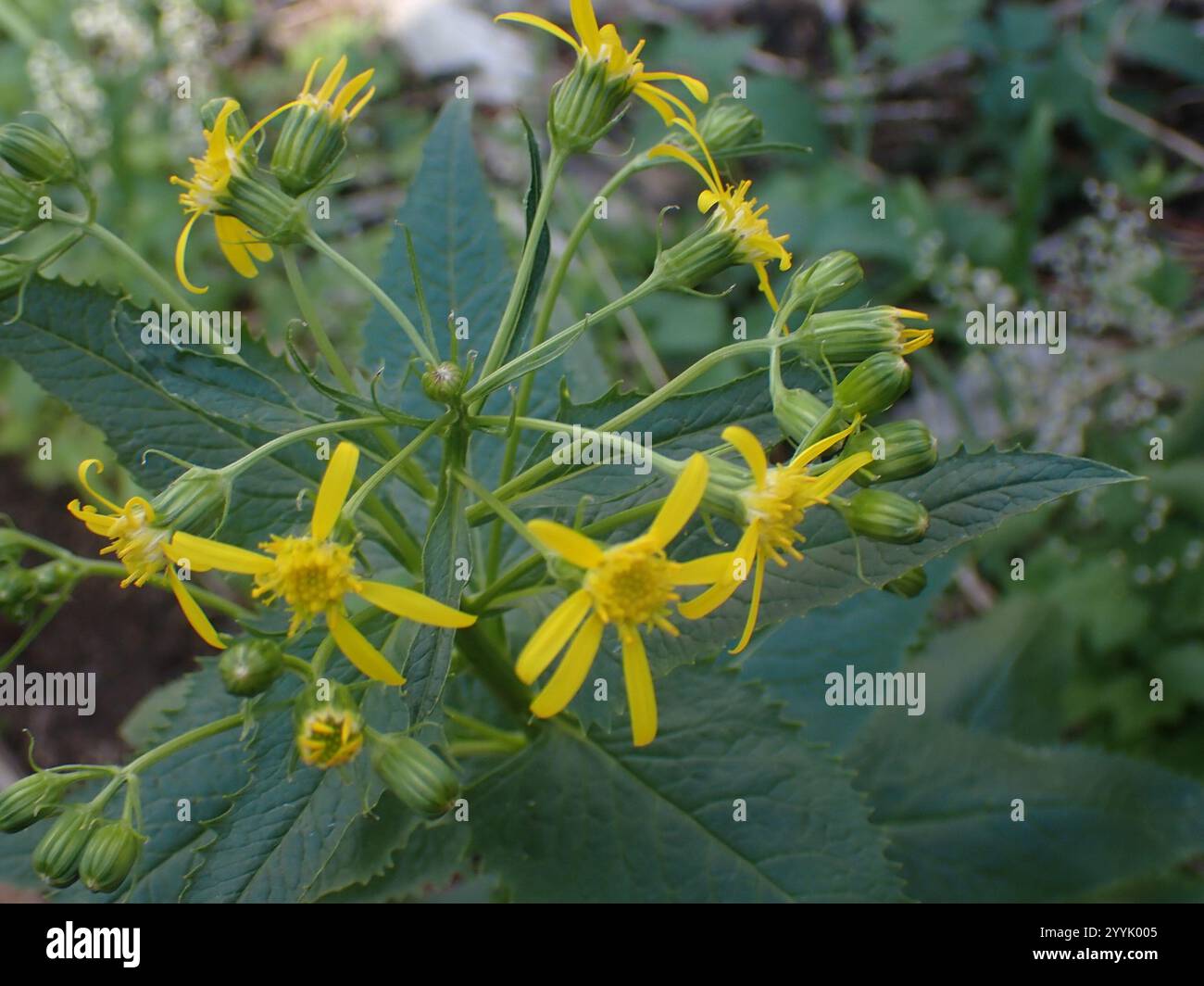 Arrowleaf Senecio (Senecio triangularis Stock Photo - Alamy