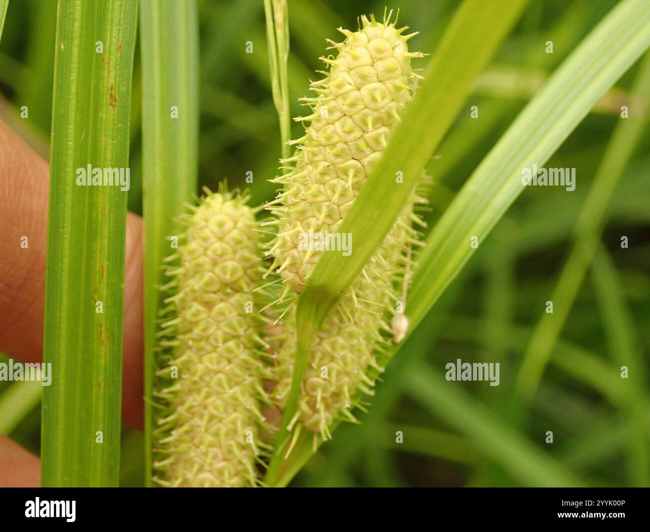 Frank's sedge (Carex frankii Stock Photo - Alamy