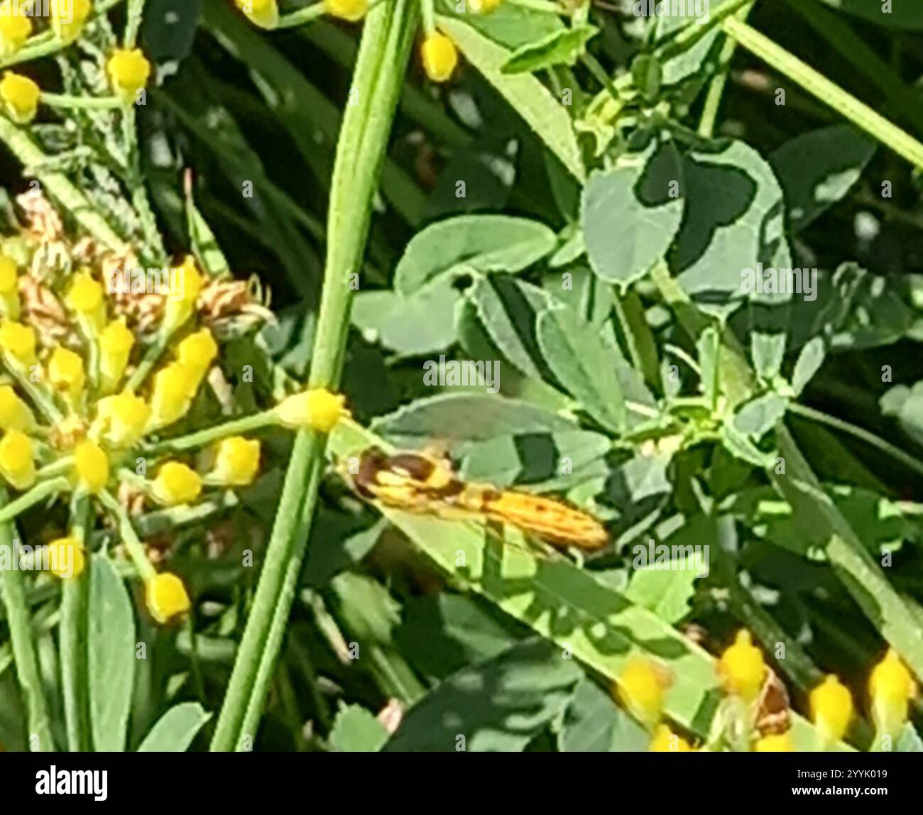 Common Globetail (Sphaerophoria scripta Stock Photo - Alamy