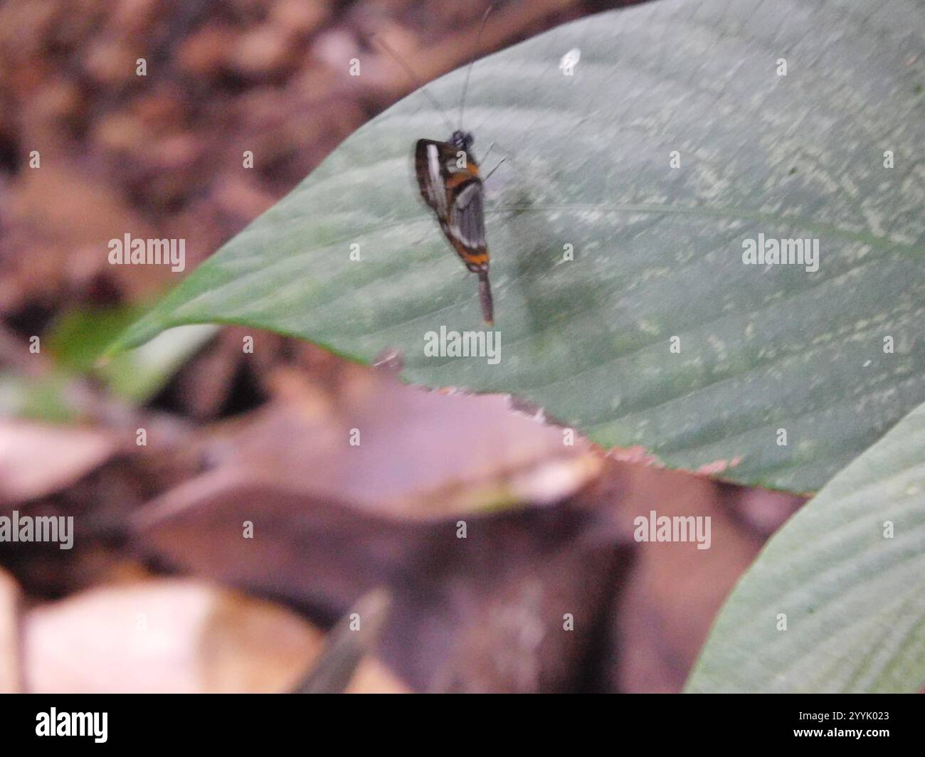 Clearwing Mimic-White (Dismorphia theucharila Stock Photo - Alamy