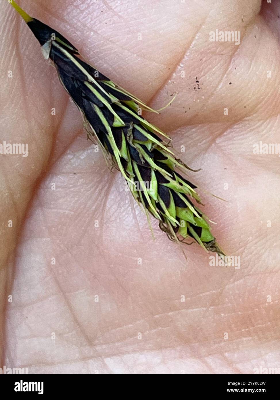 Alaska Large Awn Sedge (Carex macrochaeta Stock Photo - Alamy