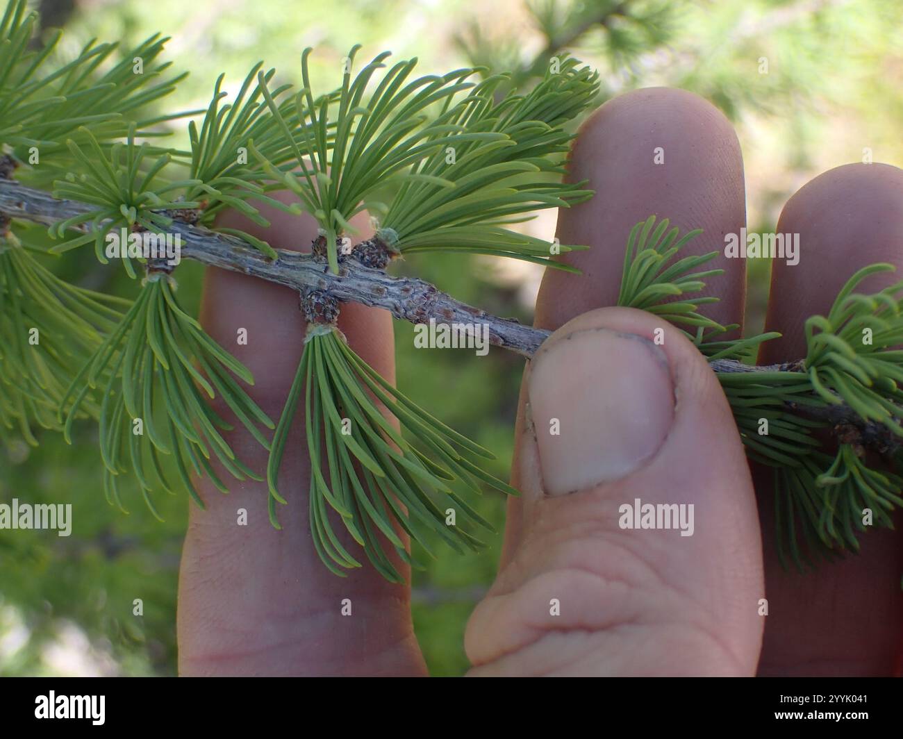 subalpine larch (Larix lyallii Stock Photo - Alamy