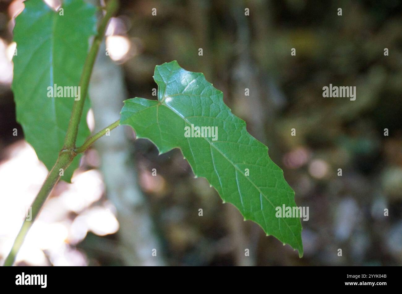 Kangaroo Vine (Apocissus antarctica Stock Photo - Alamy