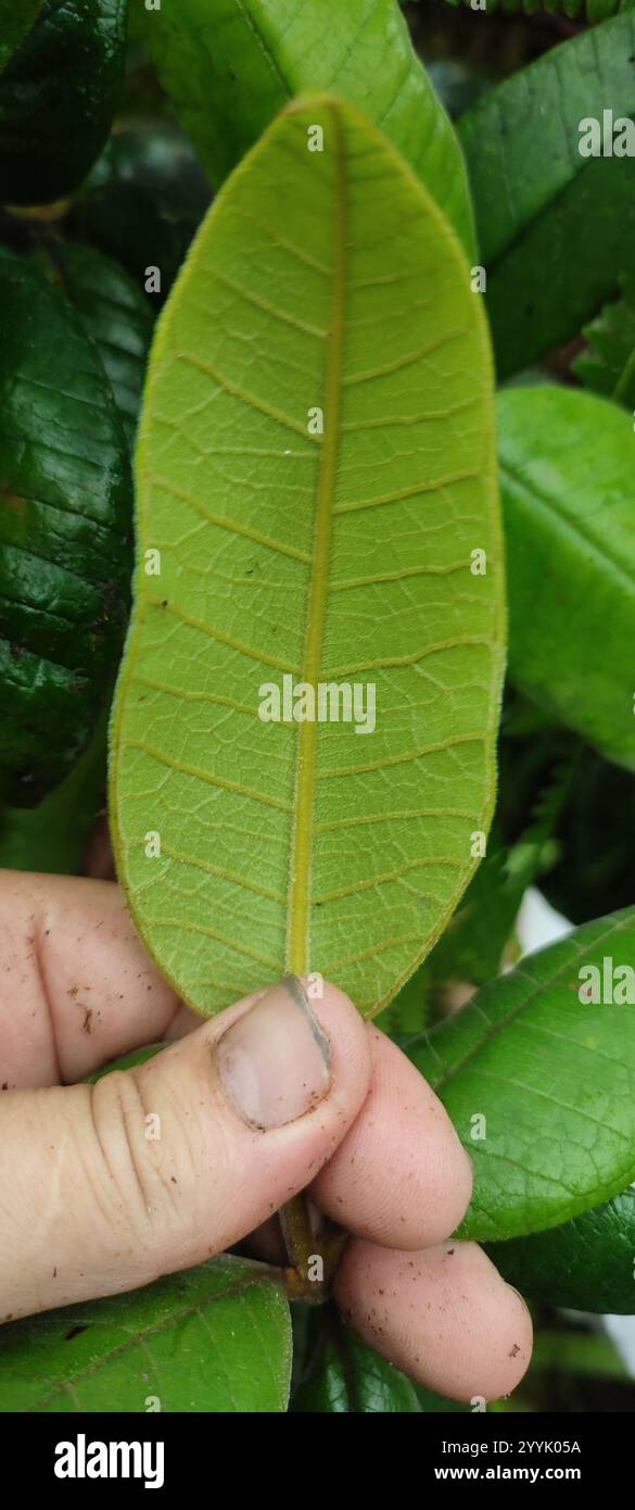 myrtle family (Myrtaceae Stock Photo - Alamy