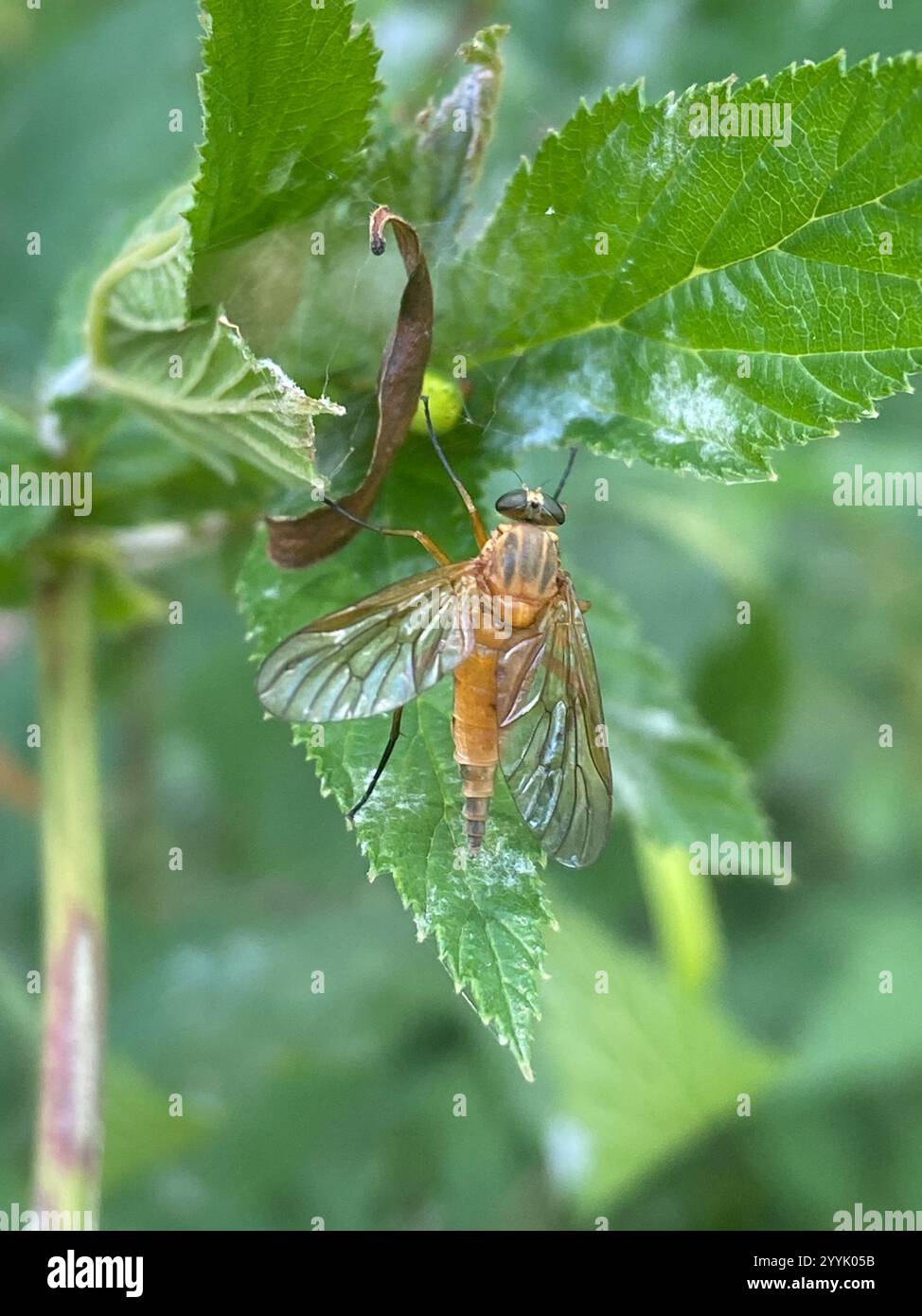 Marsh Snipe Fly (Rhagio tringarius Stock Photo - Alamy