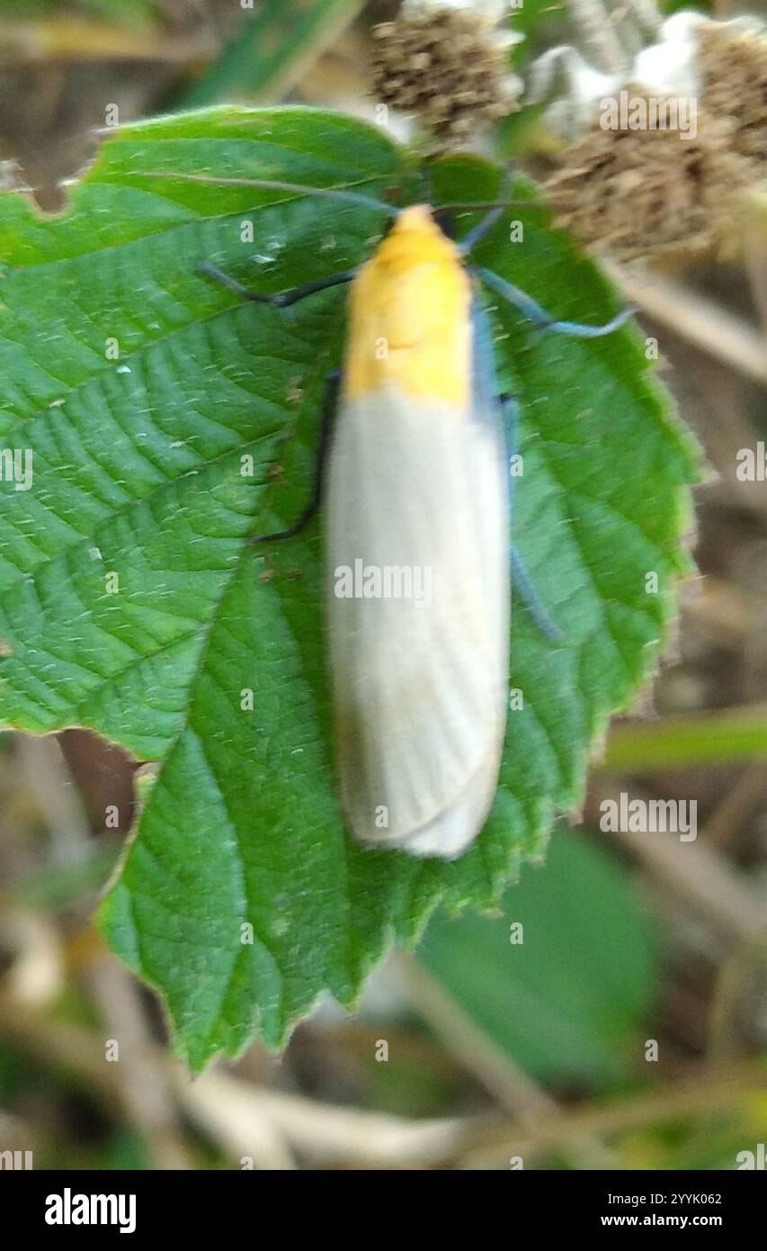 Four-spotted Footman (Lithosia quadra Stock Photo - Alamy