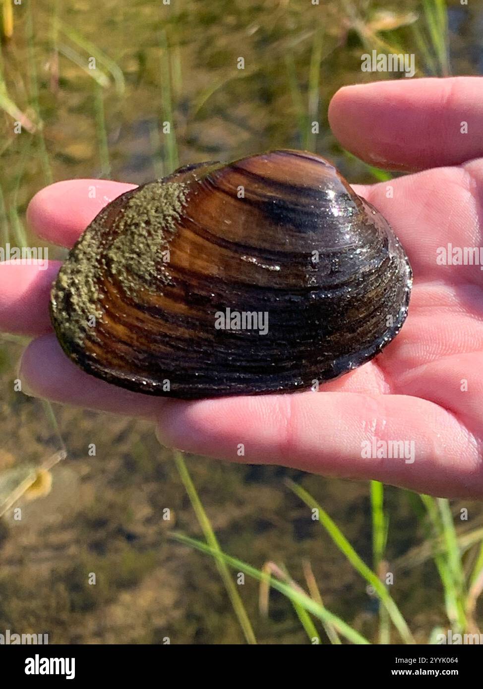 Round Pigtoe (Pleurobema sintoxia Stock Photo - Alamy