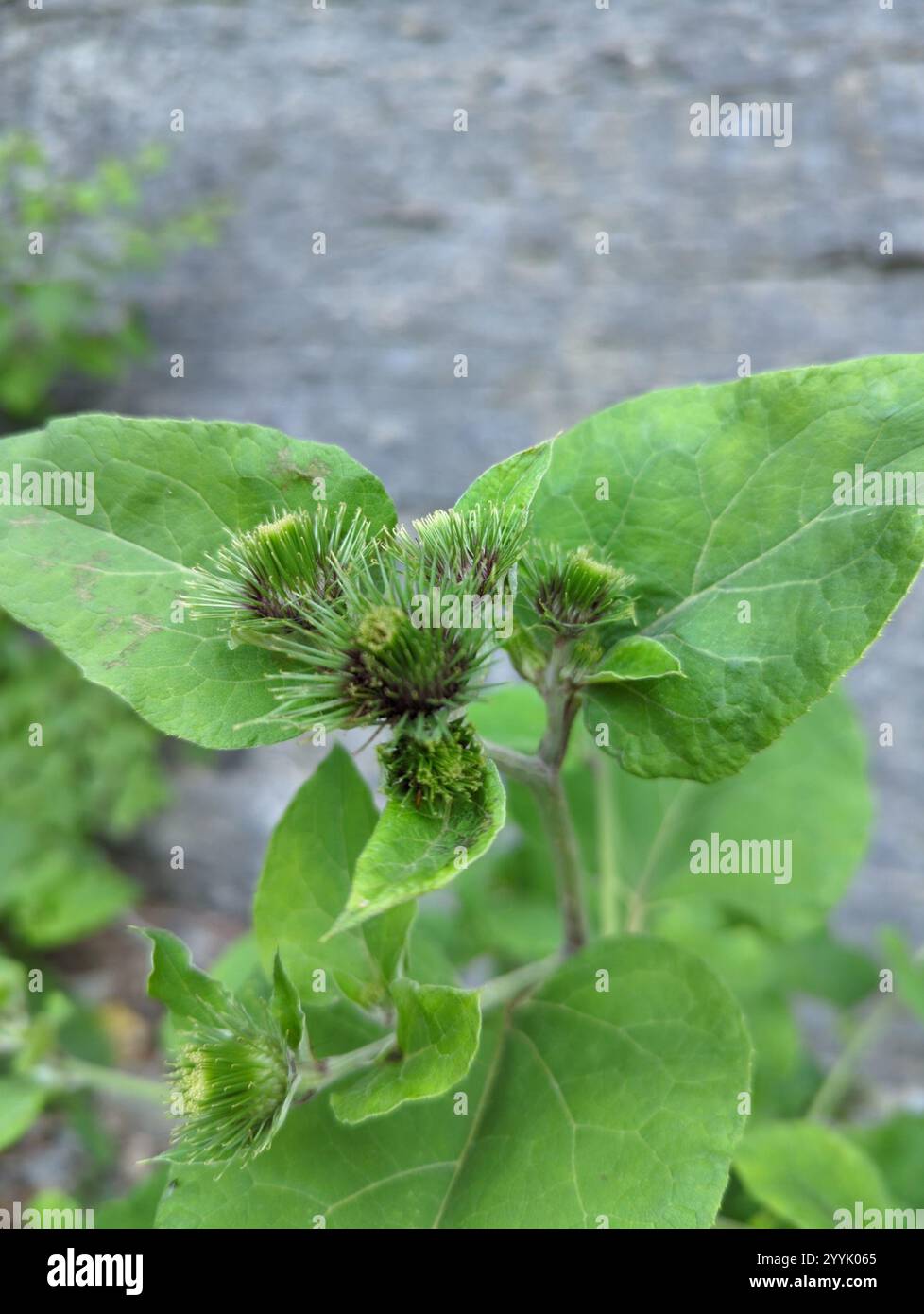 lesser burdock (Arctium minus Stock Photo - Alamy