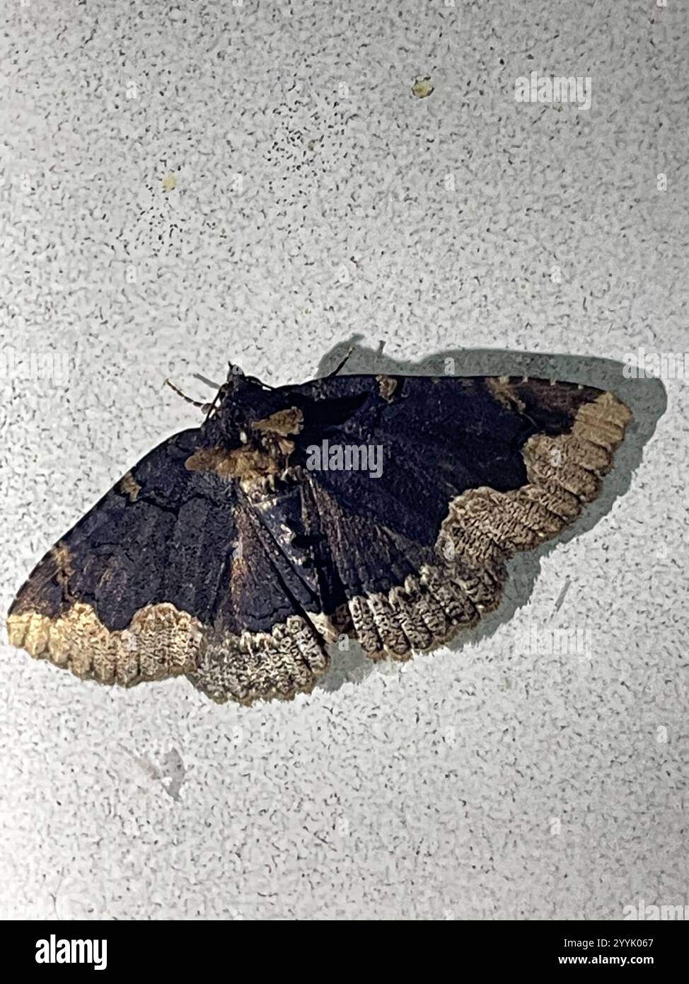 Horrid Zale Moth (Zale horrida Stock Photo - Alamy