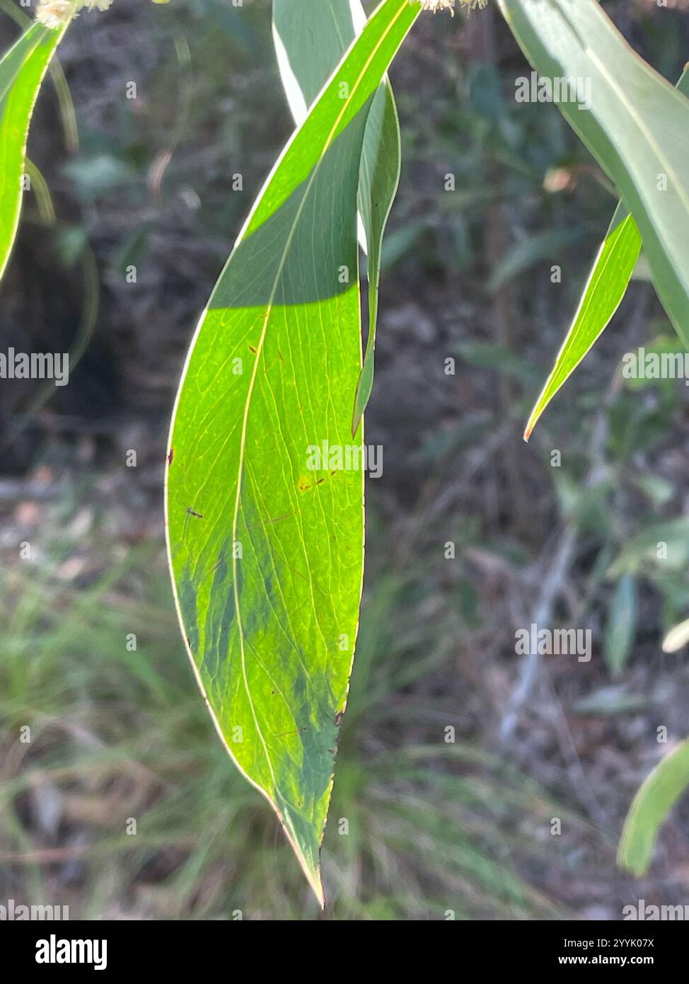 sickle wattle (Acacia falcata Stock Photo - Alamy