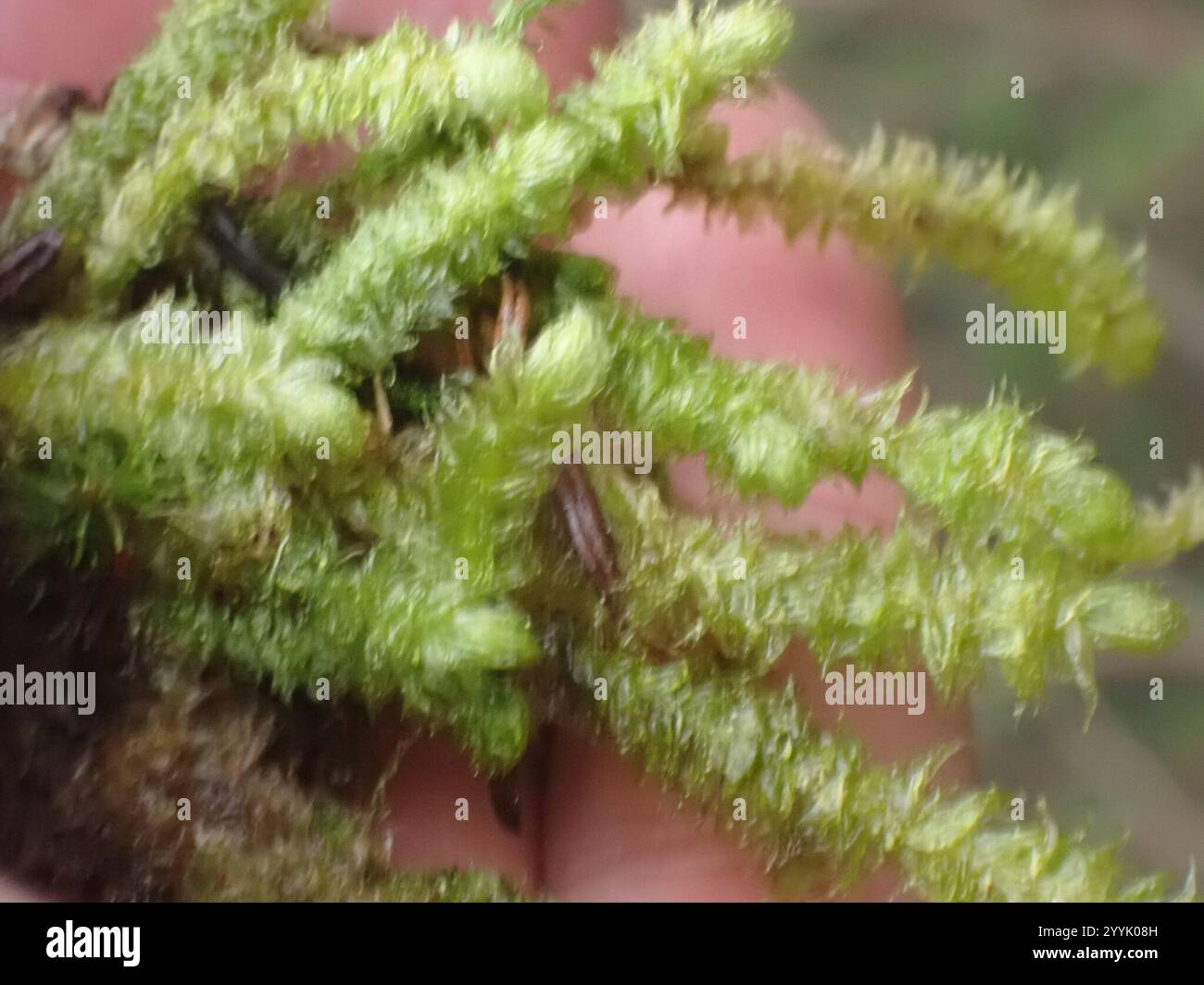 Pipecleaner Moss (Rhytidiopsis robusta Stock Photo - Alamy