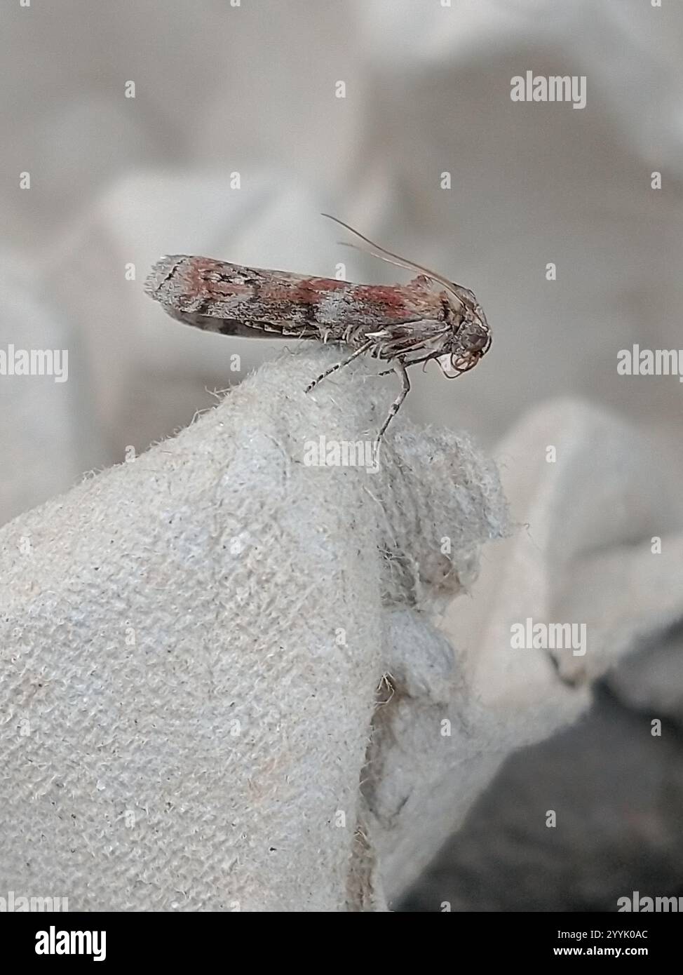 Dotted Oak Knot-horn (Phycita roborella Stock Photo - Alamy