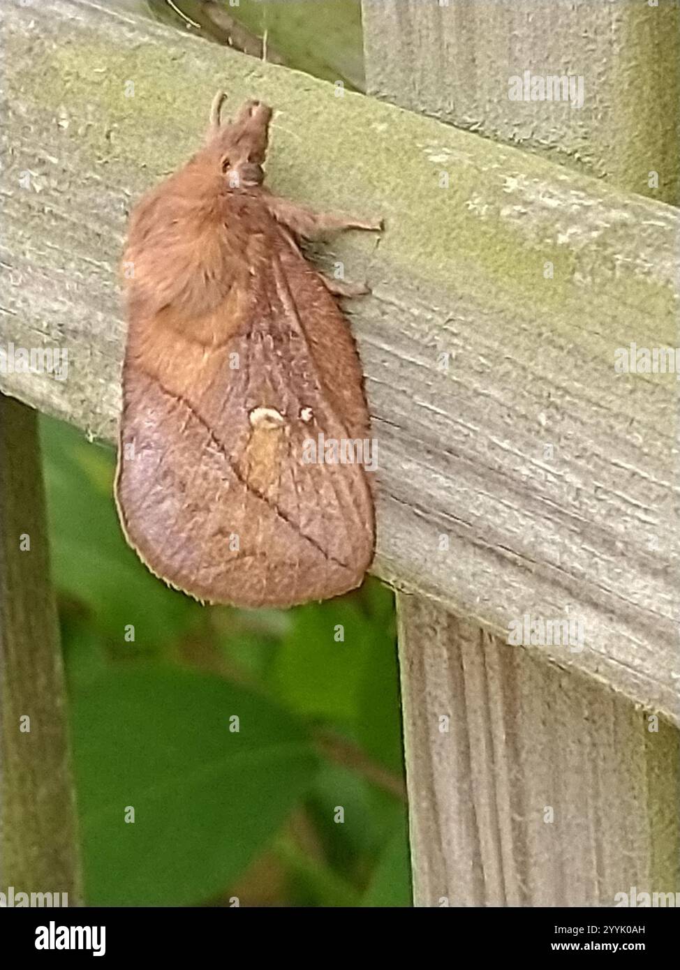 Drinker Moth (Euthrix potatoria Stock Photo - Alamy