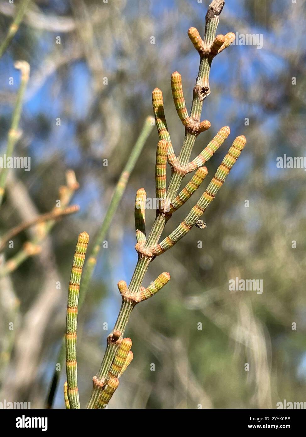 Buloke (Allocasuarina luehmannii Stock Photo - Alamy