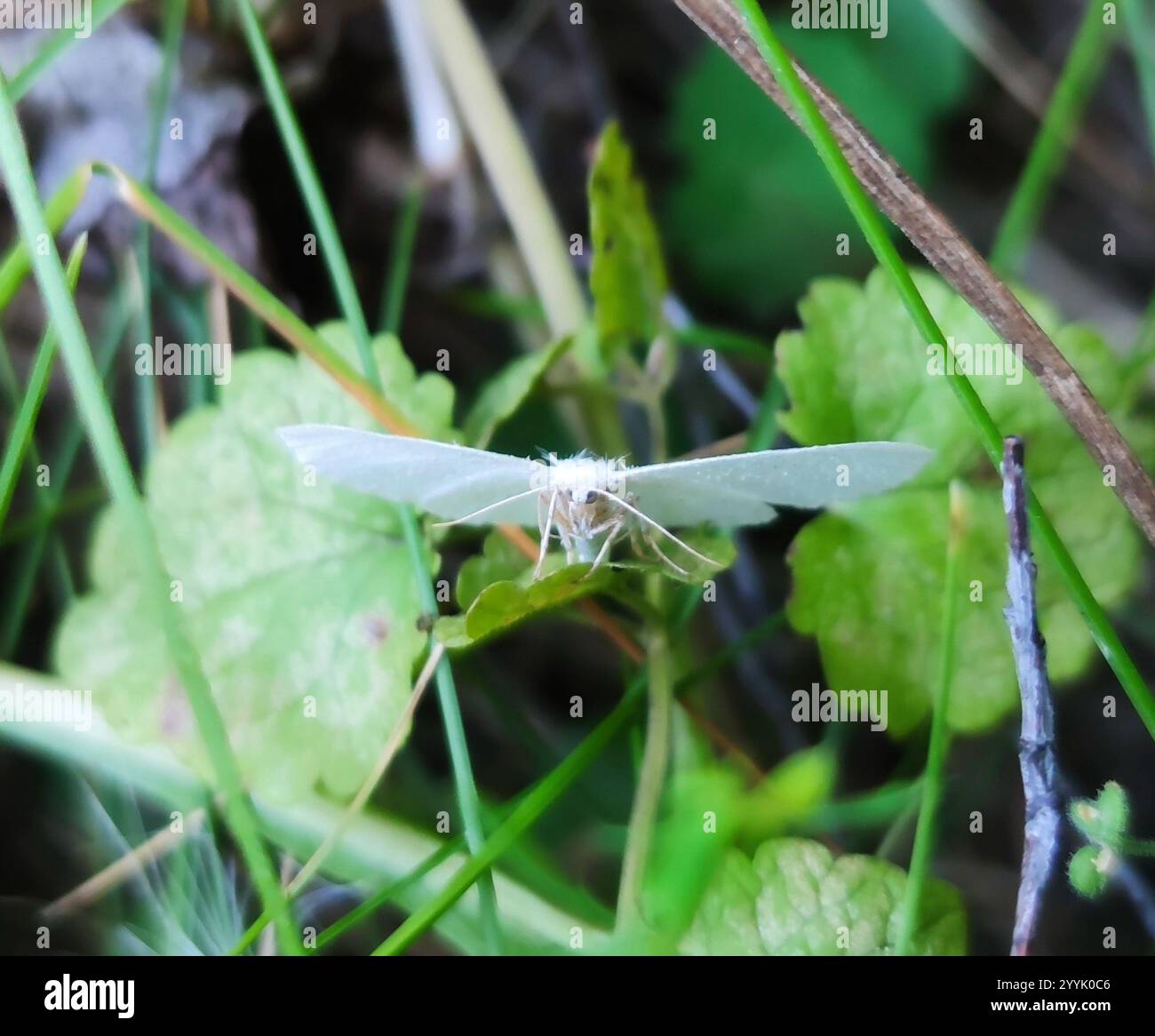 Common White Wave (Cabera pusaria Stock Photo - Alamy