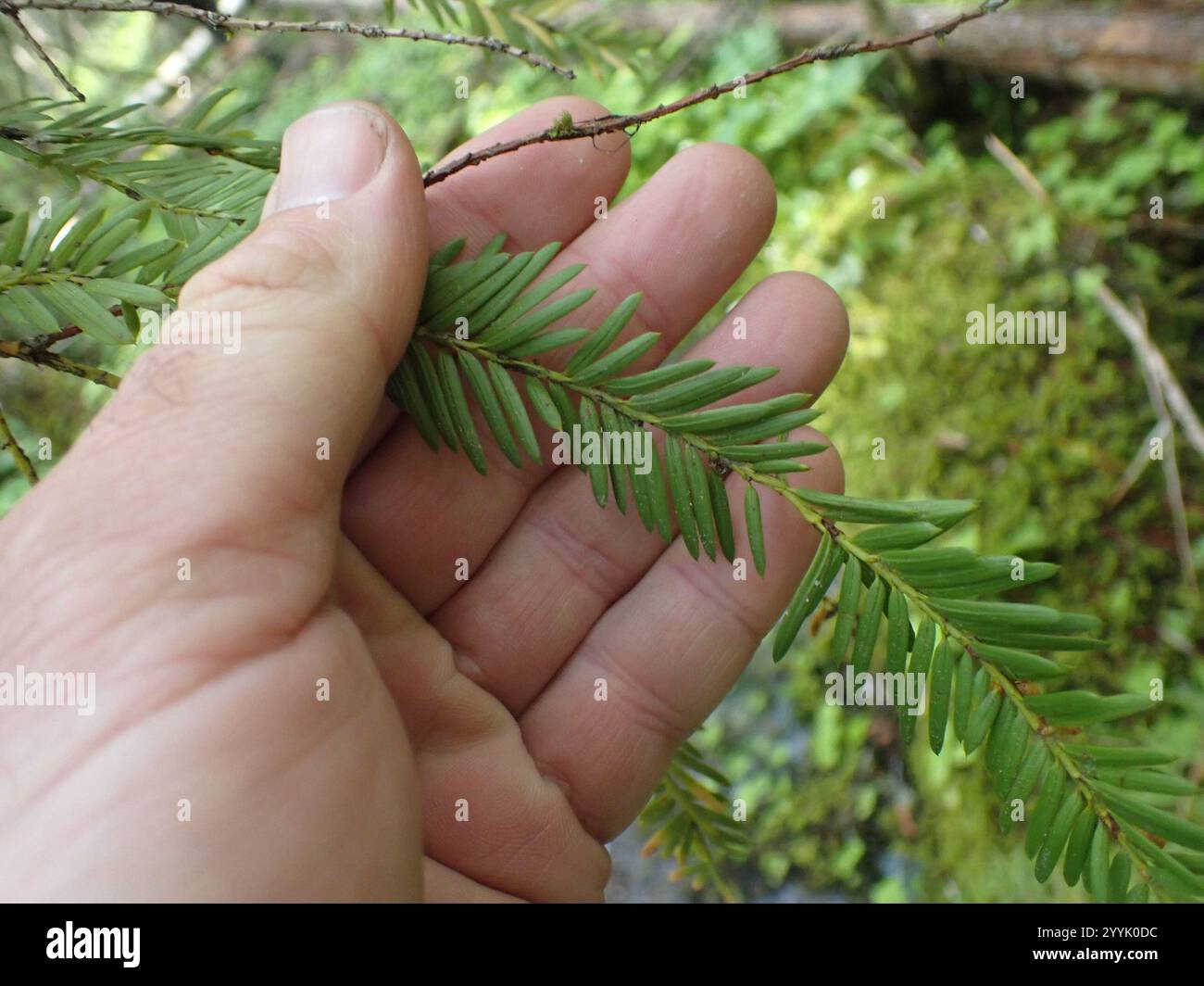 Pacific yew (Taxus brevifolia Stock Photo - Alamy