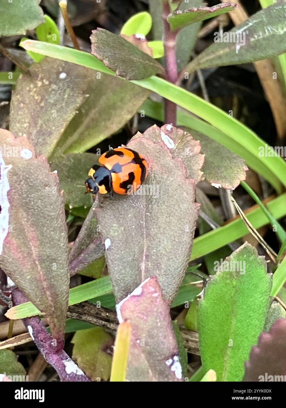 Small Transverse Ladybird Beetle (Coccinella transversalis Stock Photo ...