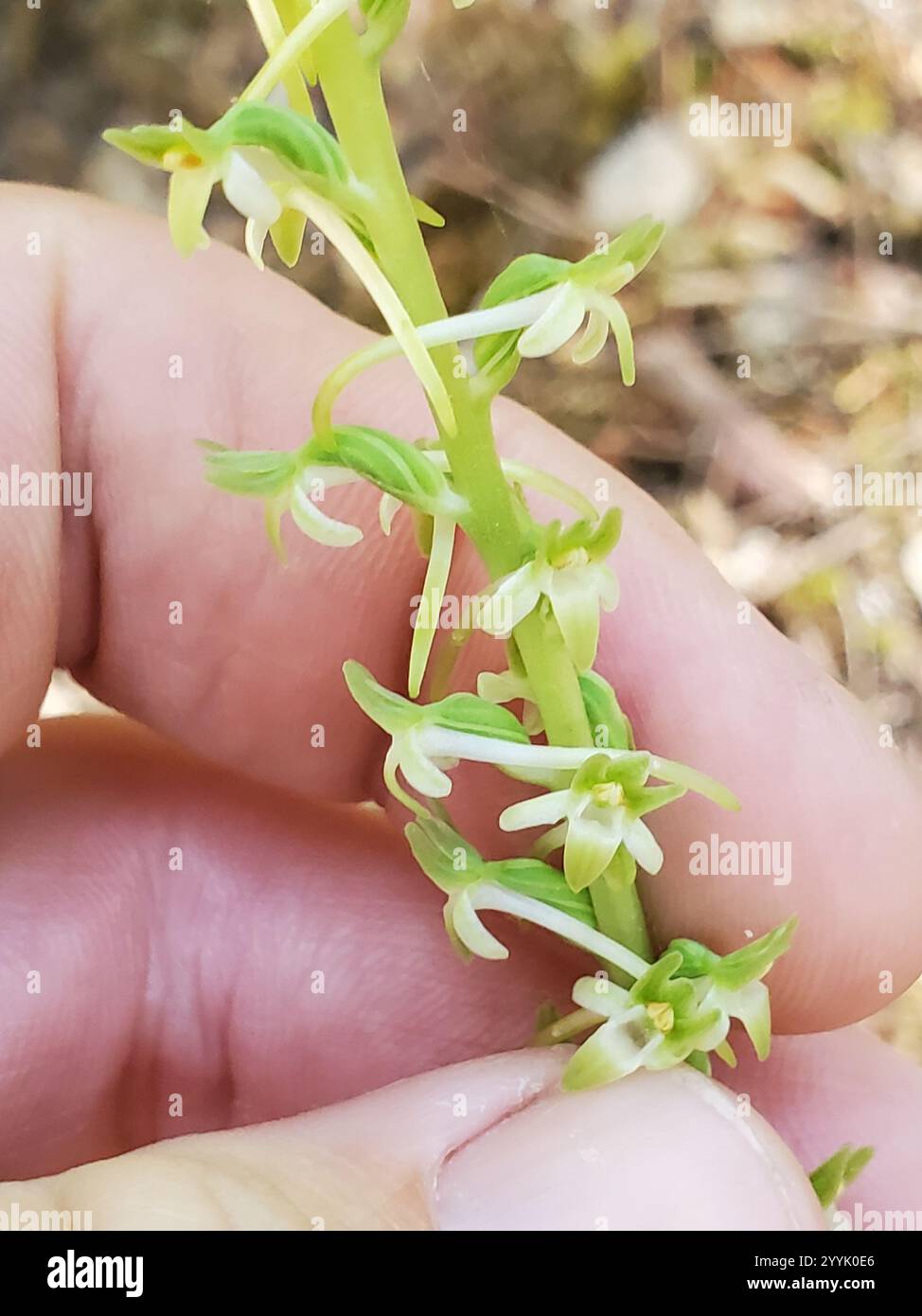 Flat Spurred Piperia (Platanthera transversa Stock Photo - Alamy