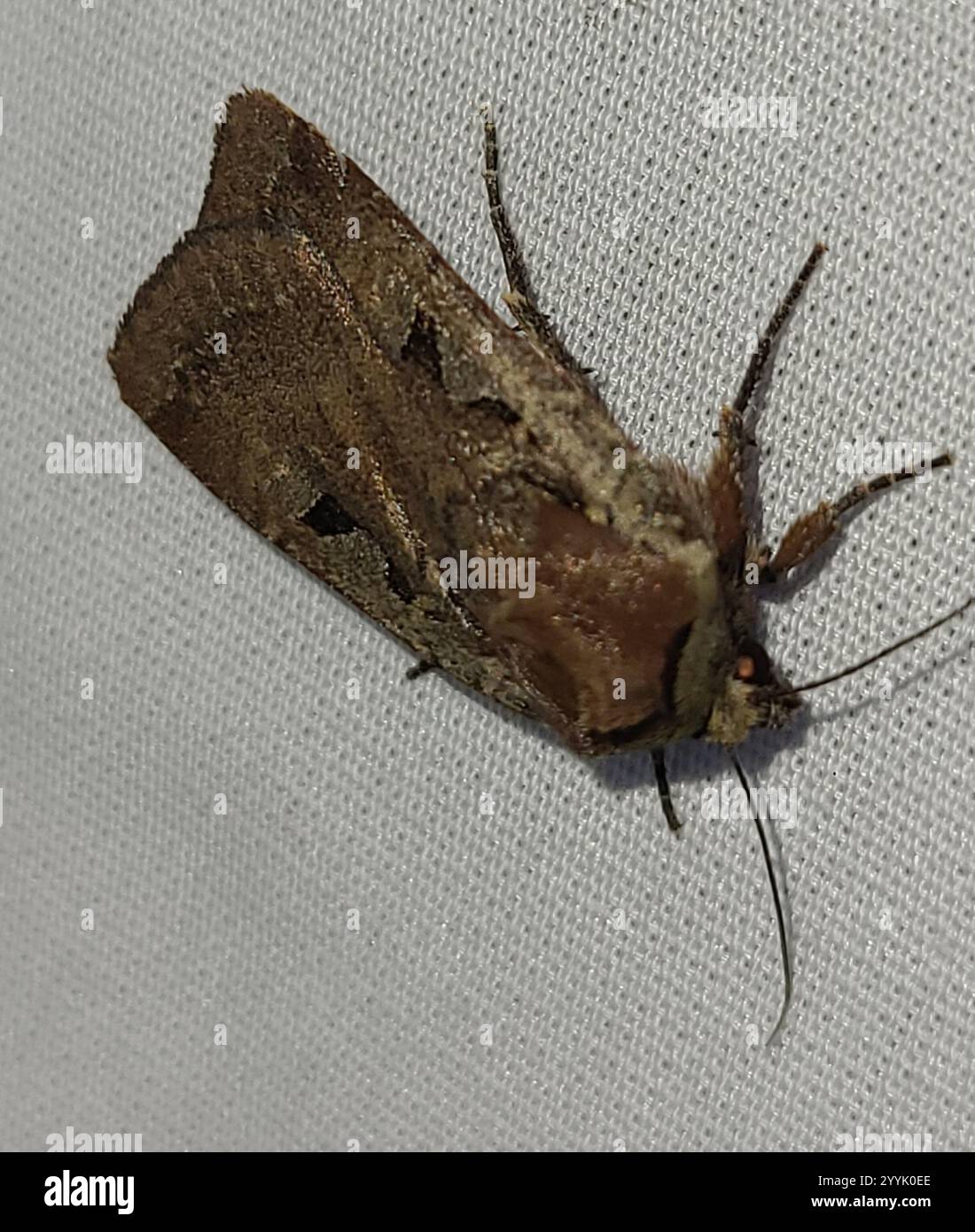 Noctuini hi-res stock photography and images - Alamy