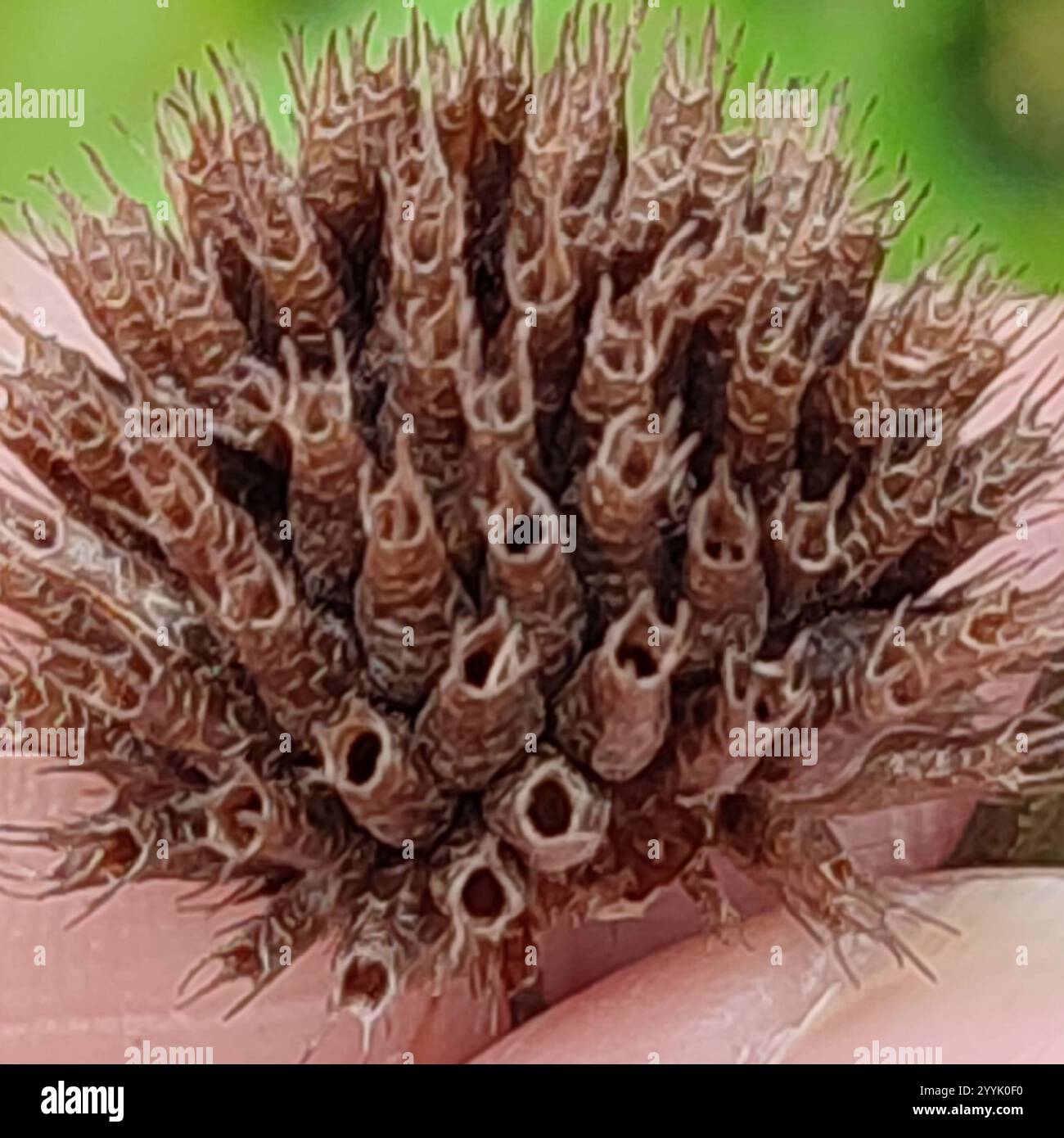 false ironwort (Hyptis capitata Stock Photo - Alamy