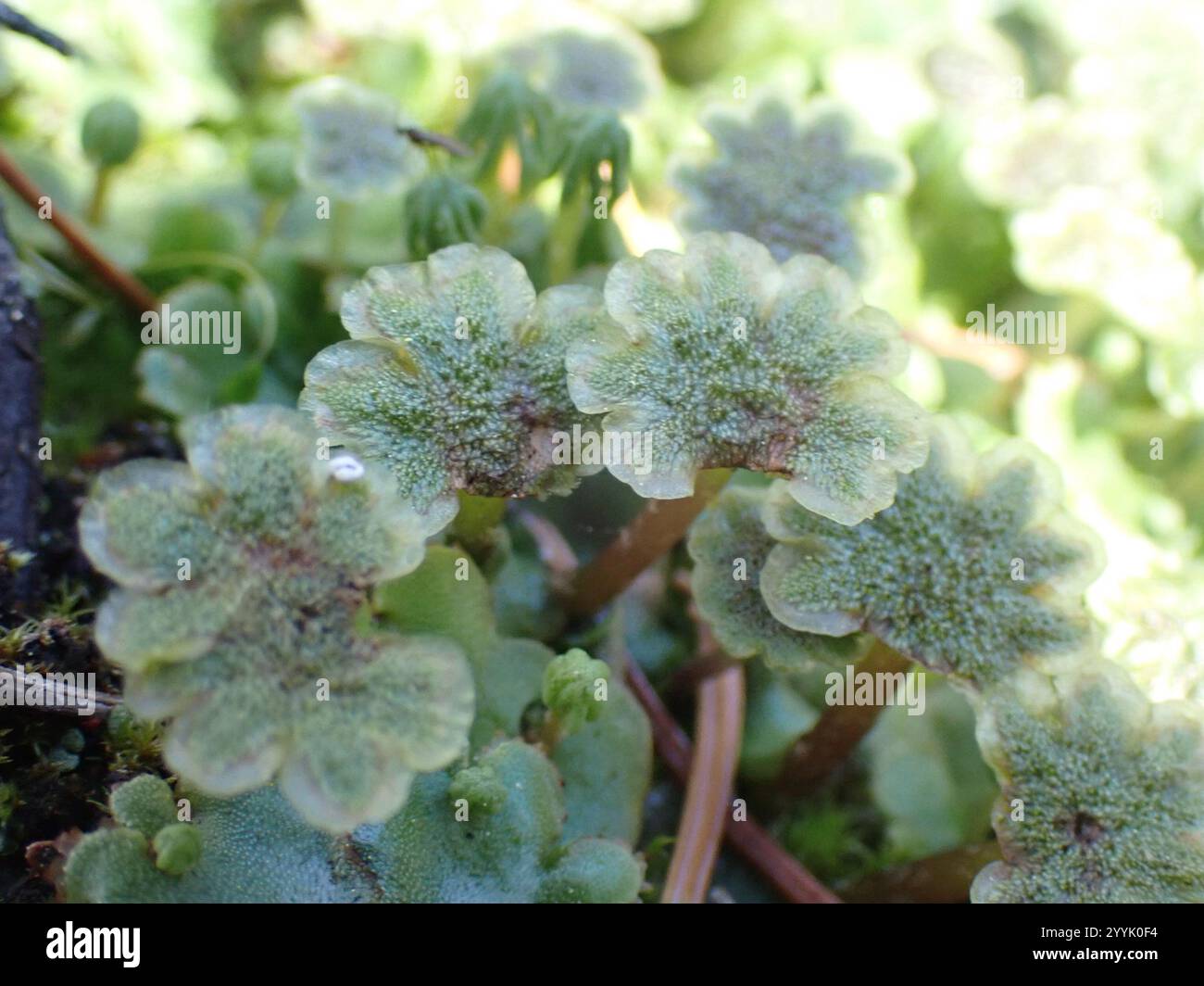 Common Liverwort (Marchantia polymorpha Stock Photo - Alamy