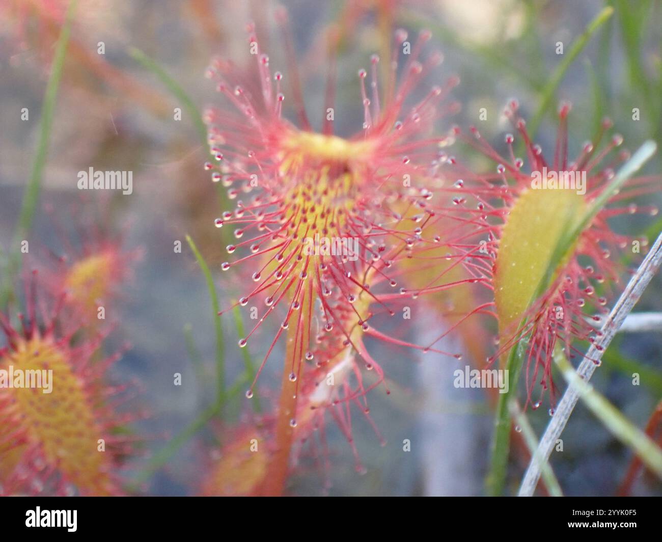 Great Sundew (Drosera anglica Stock Photo - Alamy