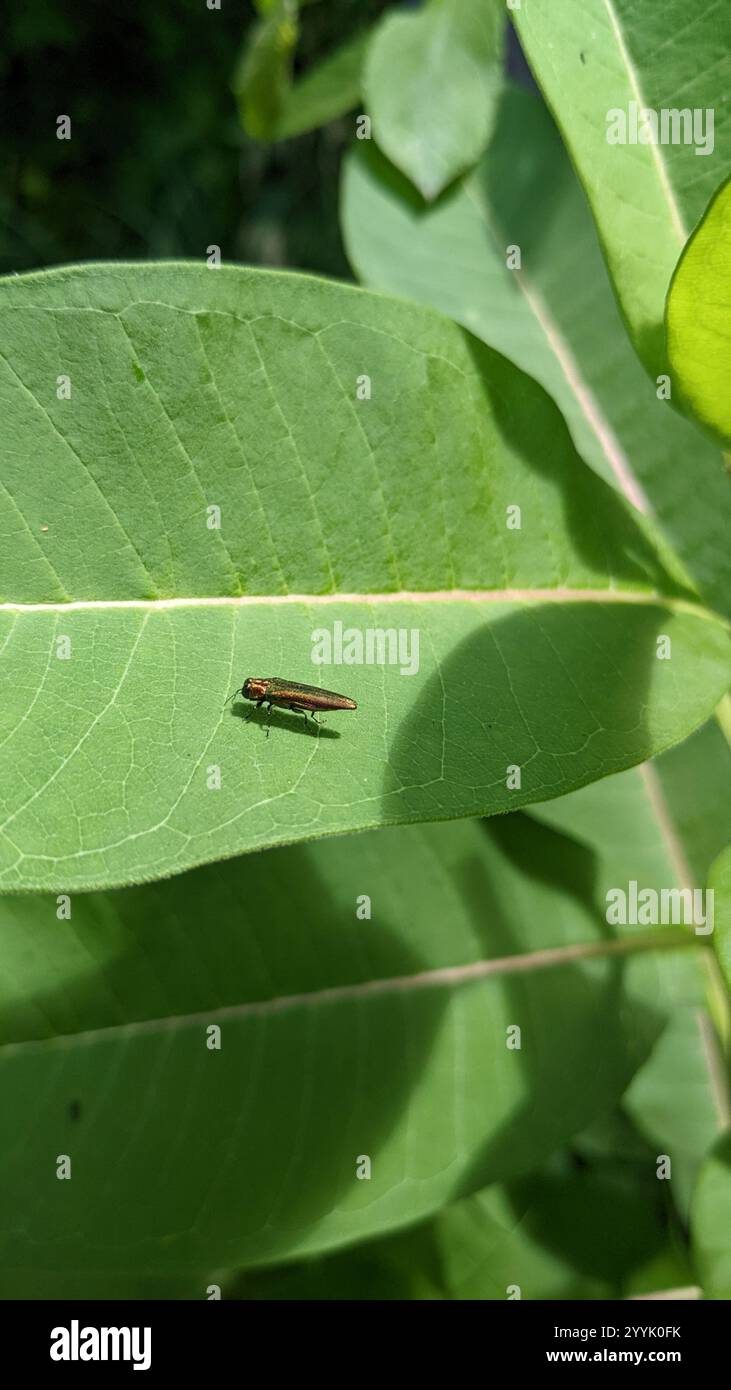 Emerald Ash Borer (Agrilus planipennis Stock Photo - Alamy