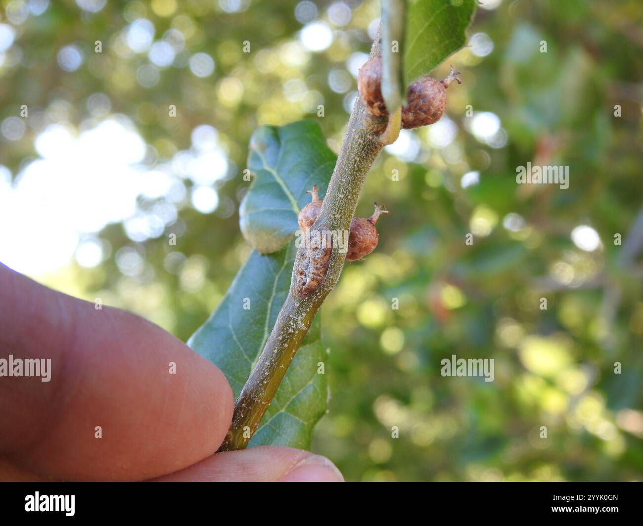 Live Oak Apple Gall Wasp (Amphibolips quercuspomiformis Stock Photo - Alamy