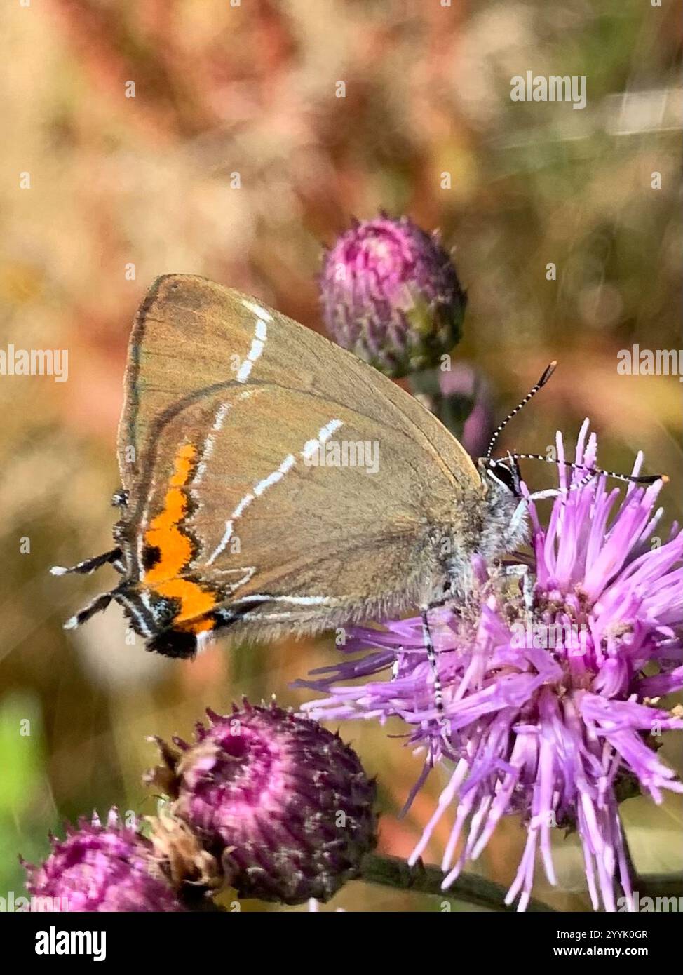 White-letter Hairstreak (Satyrium w-album Stock Photo - Alamy