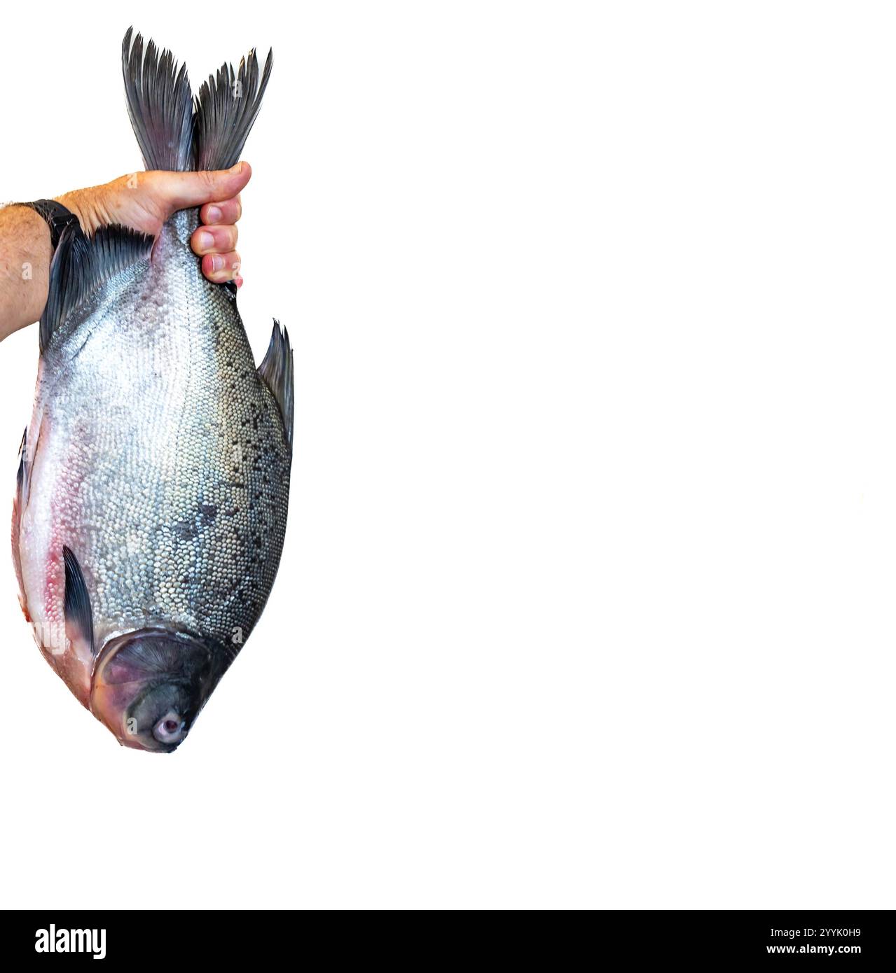 Wild Tambaqui fish Colossoma macropomum traditional Brazilian ...