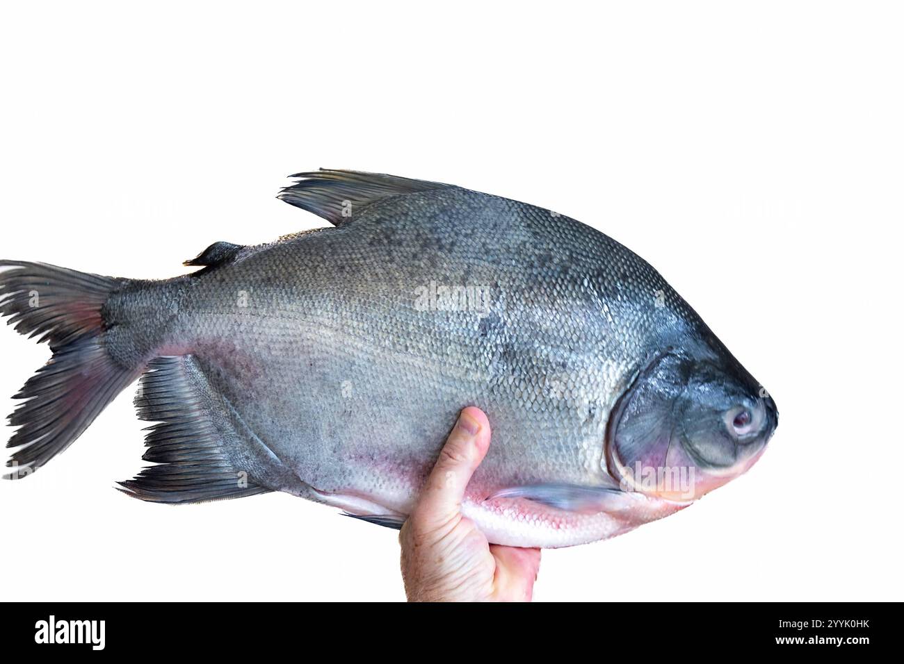 Wild Tambaqui fish Colossoma macropomum traditional Brazilian ...