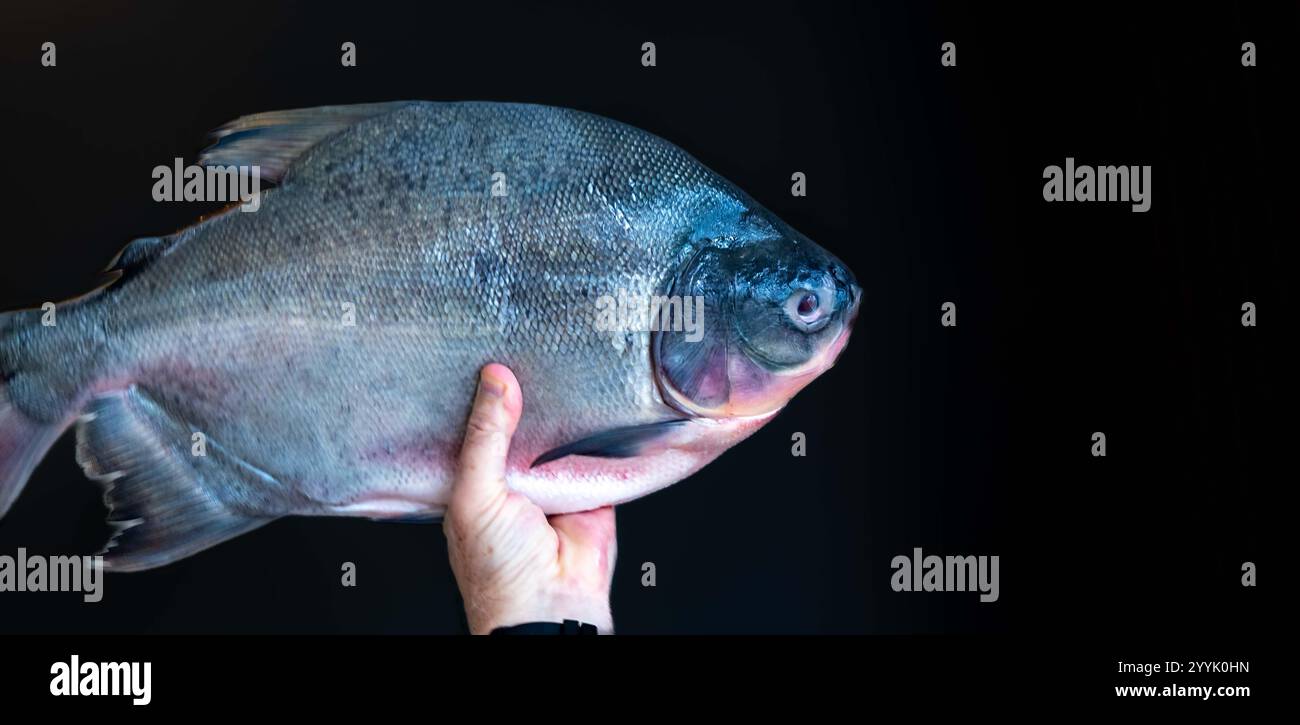 Wild Tambaqui fish Colossoma macropomum traditional Brazilian ...