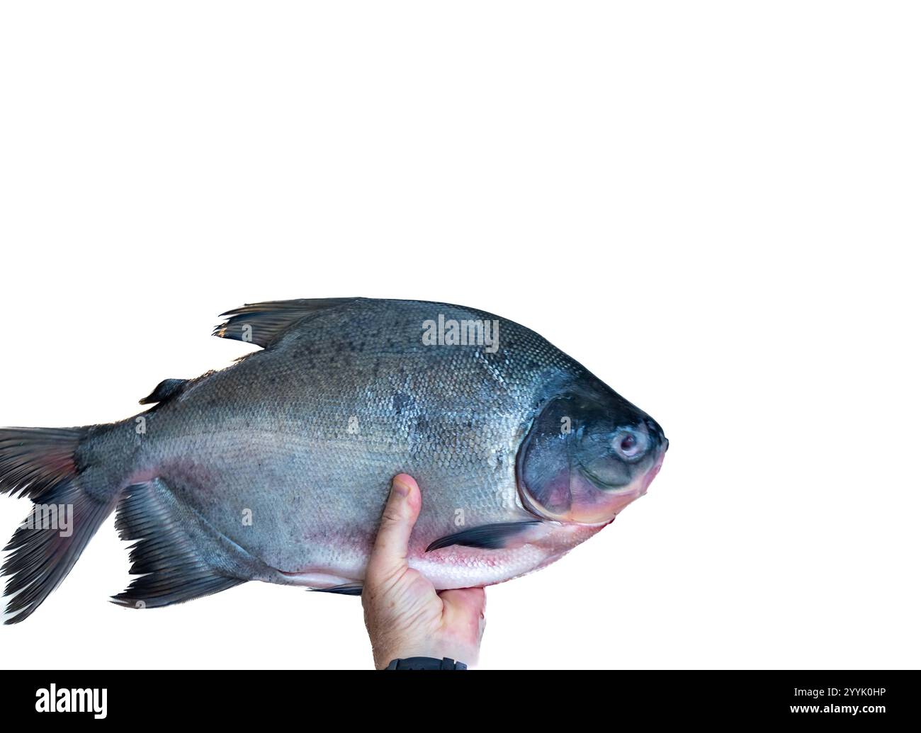 Wild Tambaqui fish Colossoma macropomum traditional Brazilian freshwater fish from the Amazon ...