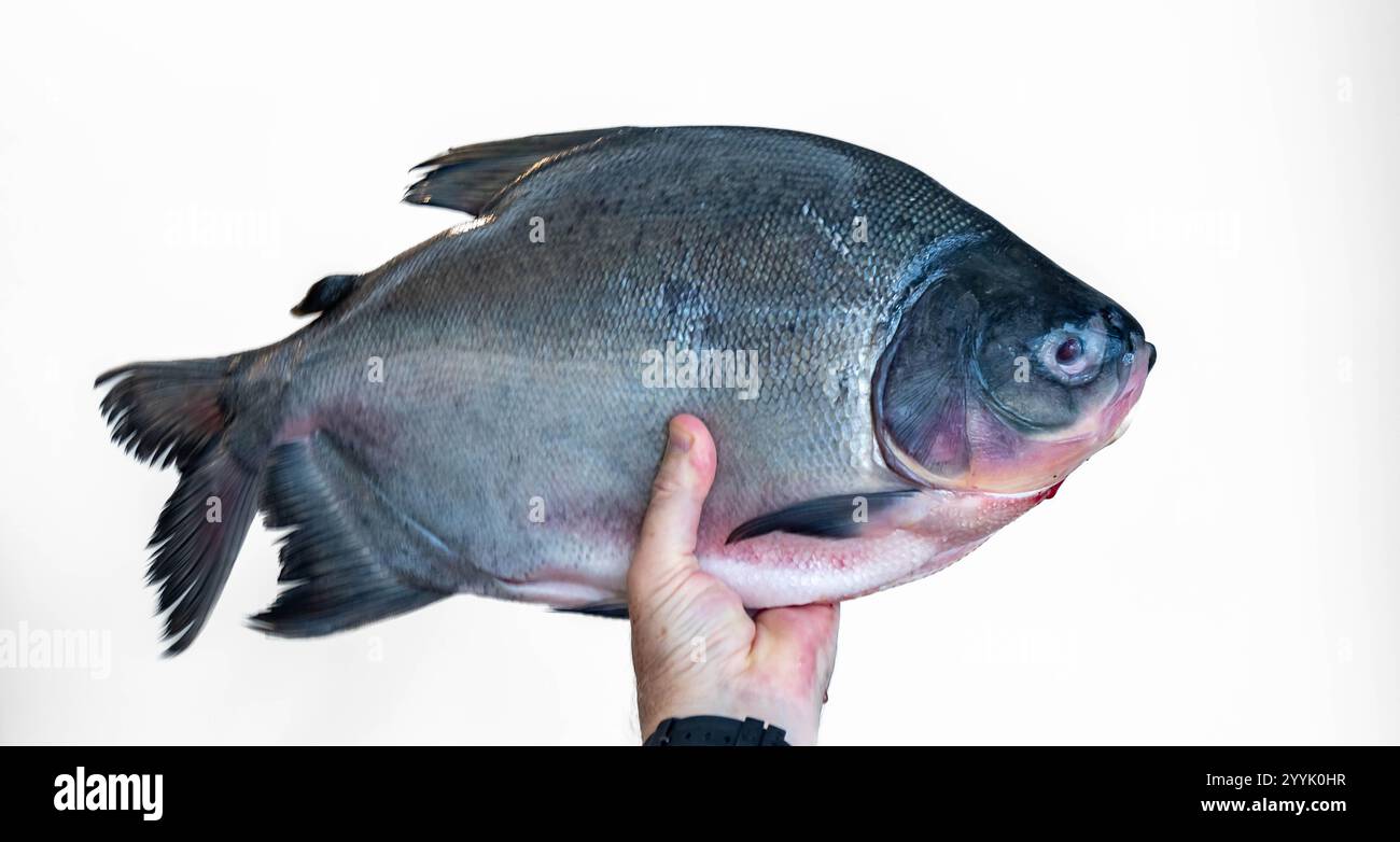 Wild Tambaqui fish Colossoma macropomum traditional Brazilian ...