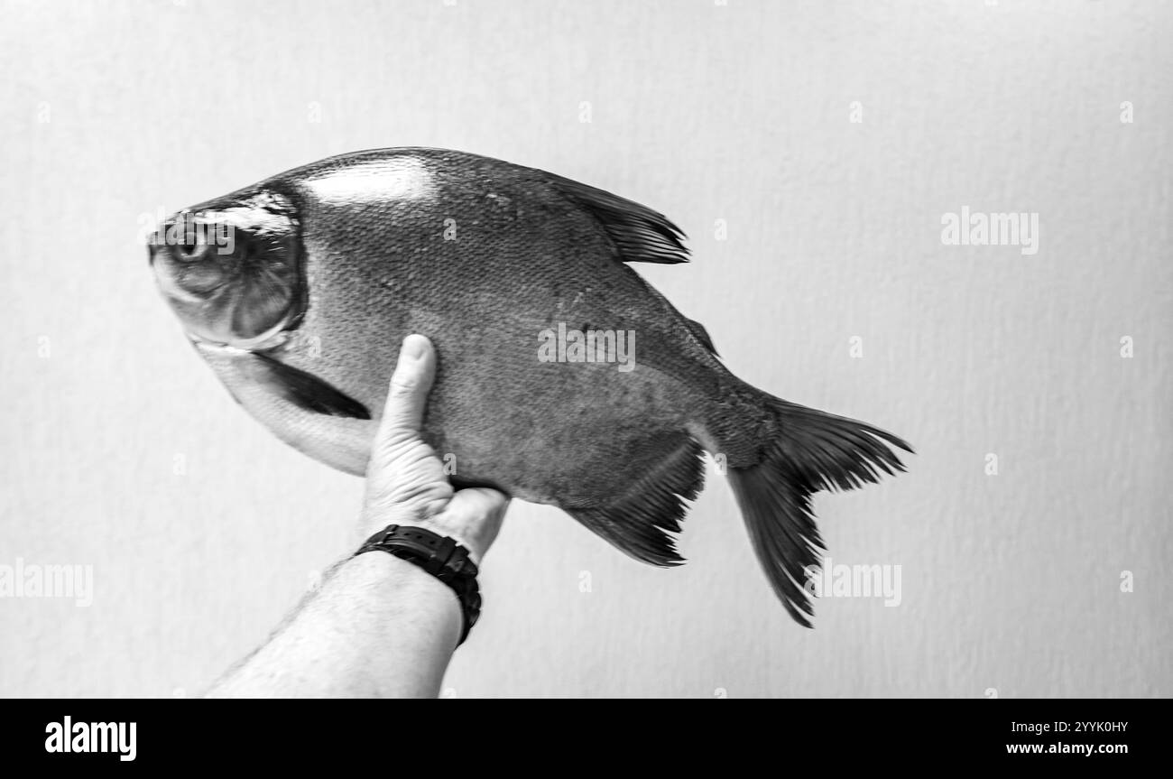 Wild Tambaqui fish Colossoma macropomum traditional Brazilian ...