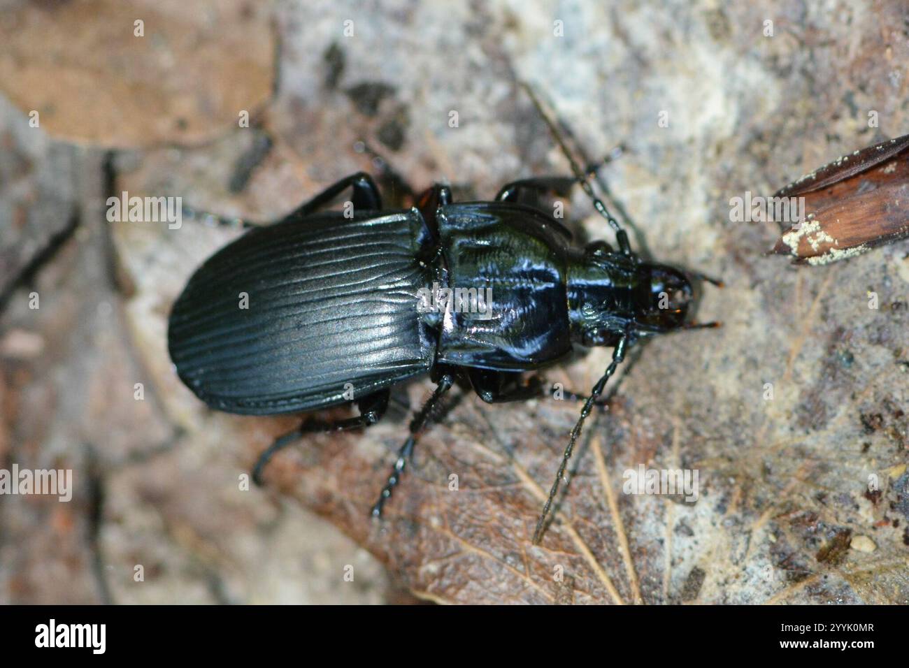 Abax parallelepipedus hi-res stock photography and images - Alamy