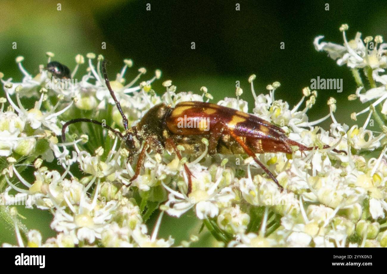 Banded Longhorn Beetle (Typocerus velutinus Stock Photo - Alamy