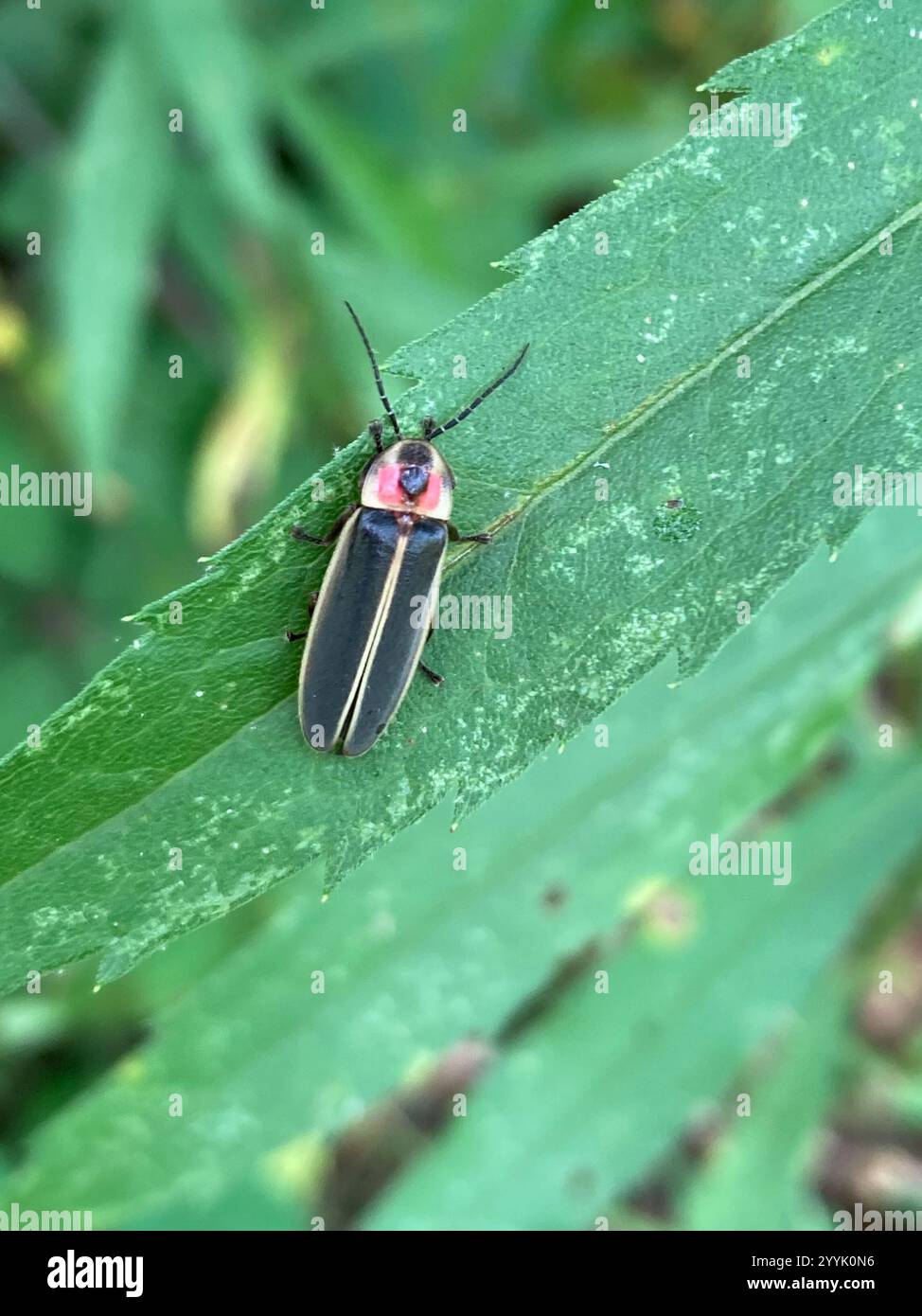 Common Eastern Firefly (Photinus pyralis Stock Photo - Alamy