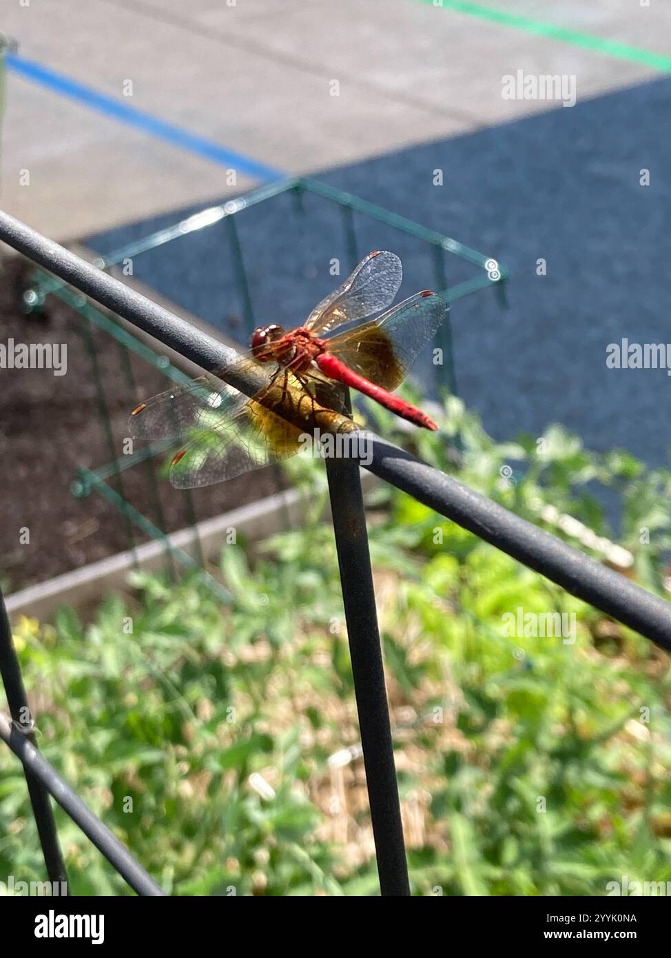 Band winged meadowhawk hi-res stock photography and images - Alamy