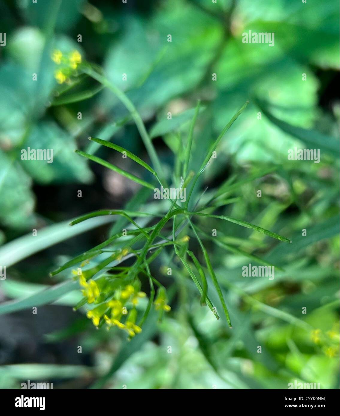 Wormseed wallflower hi-res stock photography and images - Alamy