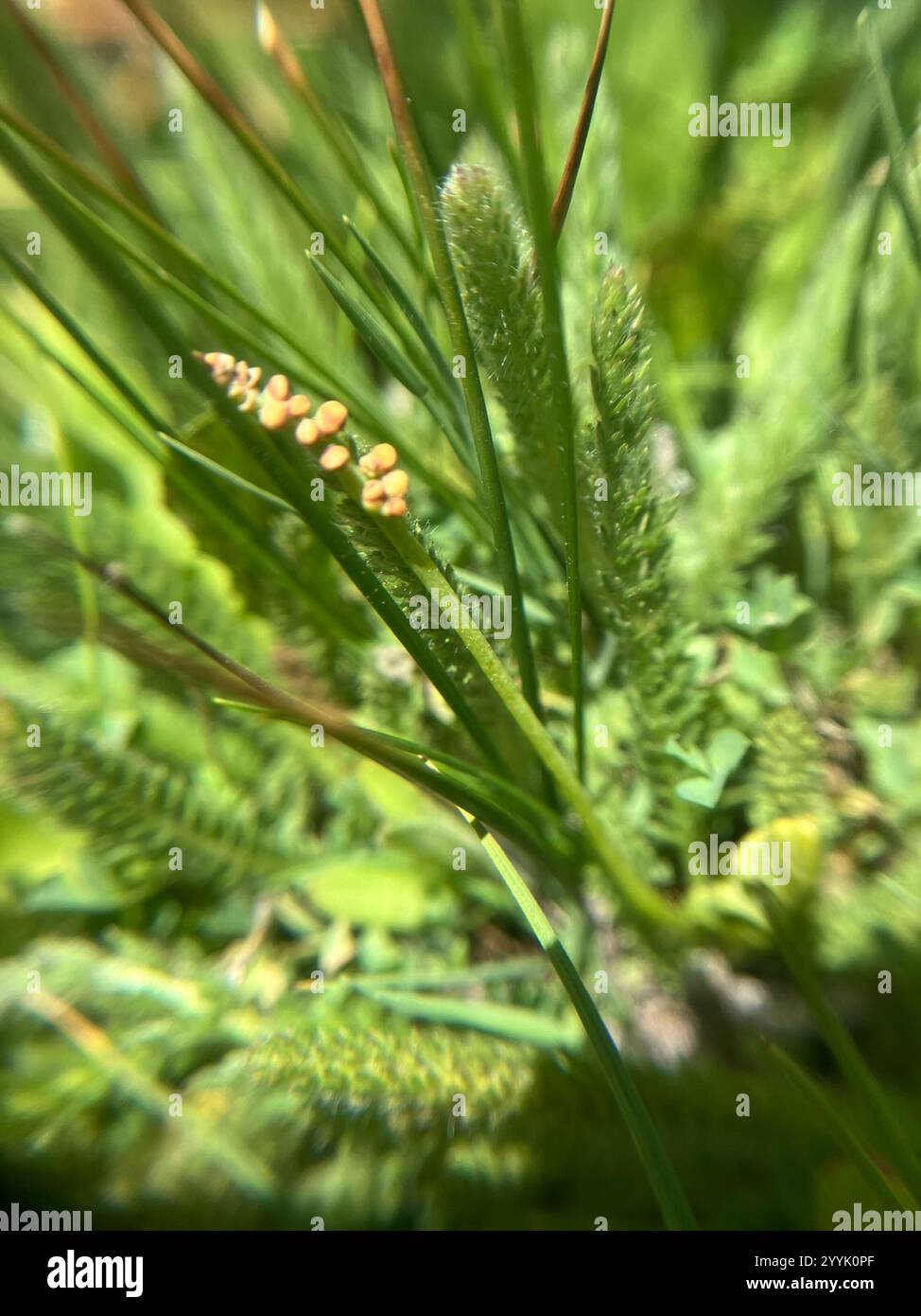 little grapefern (Botrychium simplex Stock Photo - Alamy