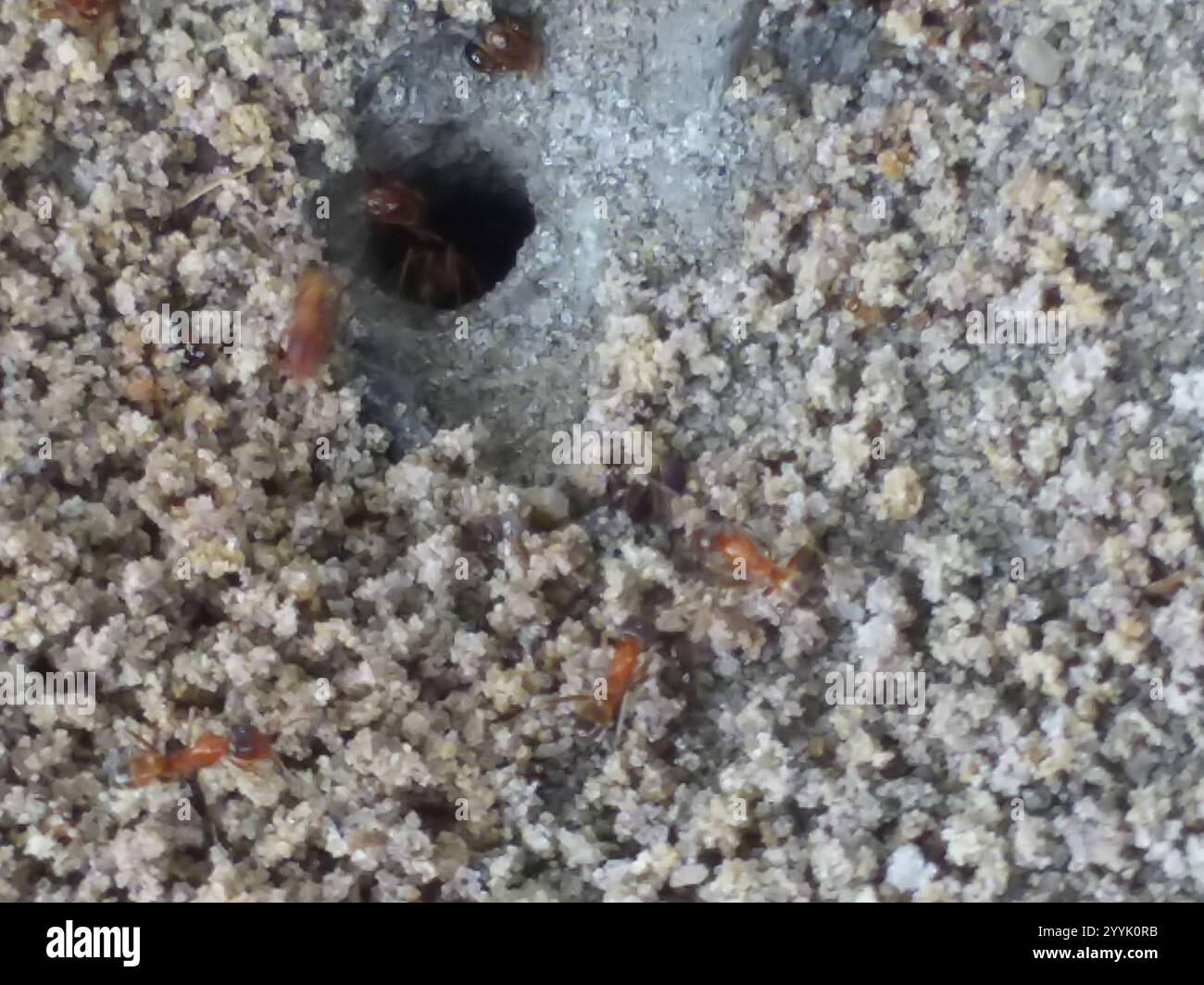 Buren's Pyramid Ant (Dorymyrmex bureni Stock Photo - Alamy