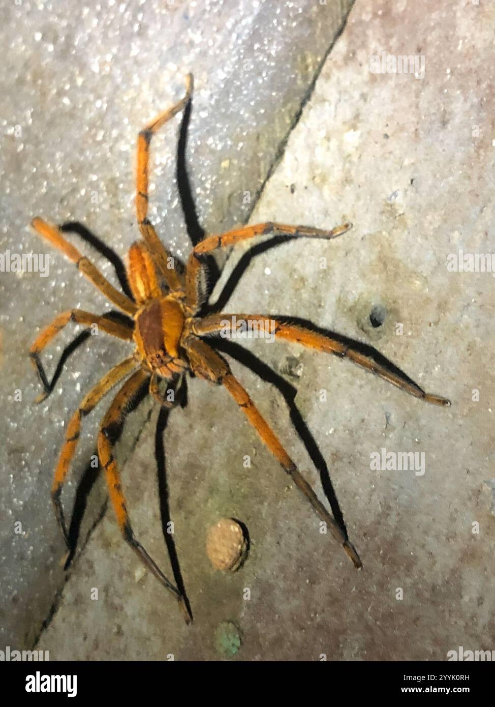 Spot-legged Bromeliad Spider (Cupiennius getazi Stock Photo - Alamy