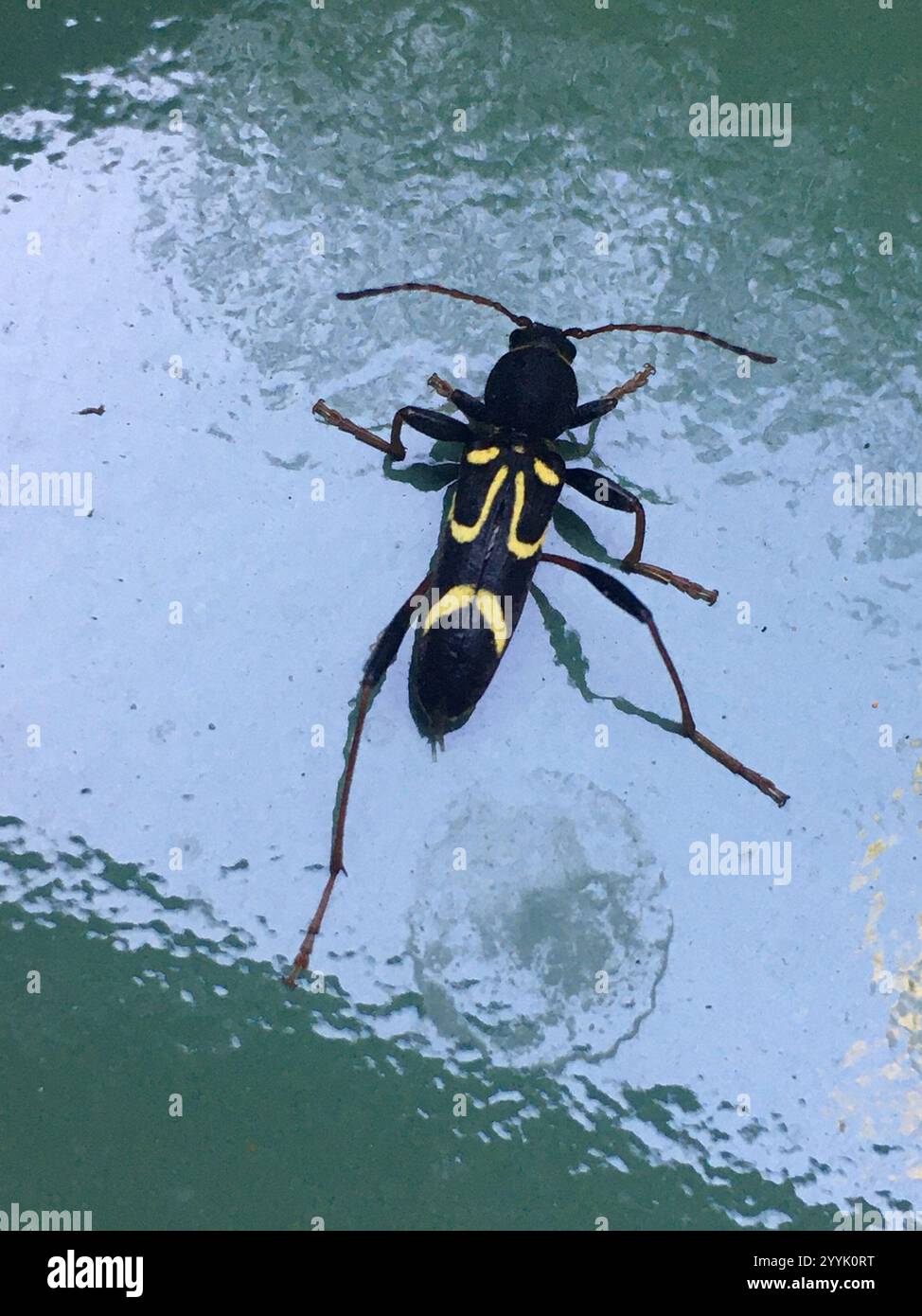 Round-necked Longhorn Beetle (Clytus ruricola Stock Photo - Alamy