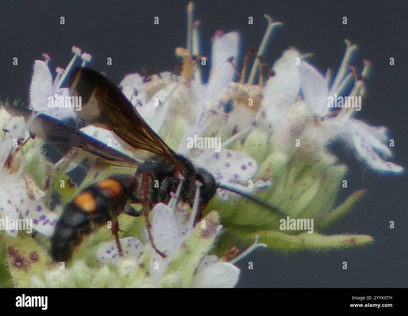 Noble Scoliid Wasp (Scolia nobilitata Stock Photo - Alamy