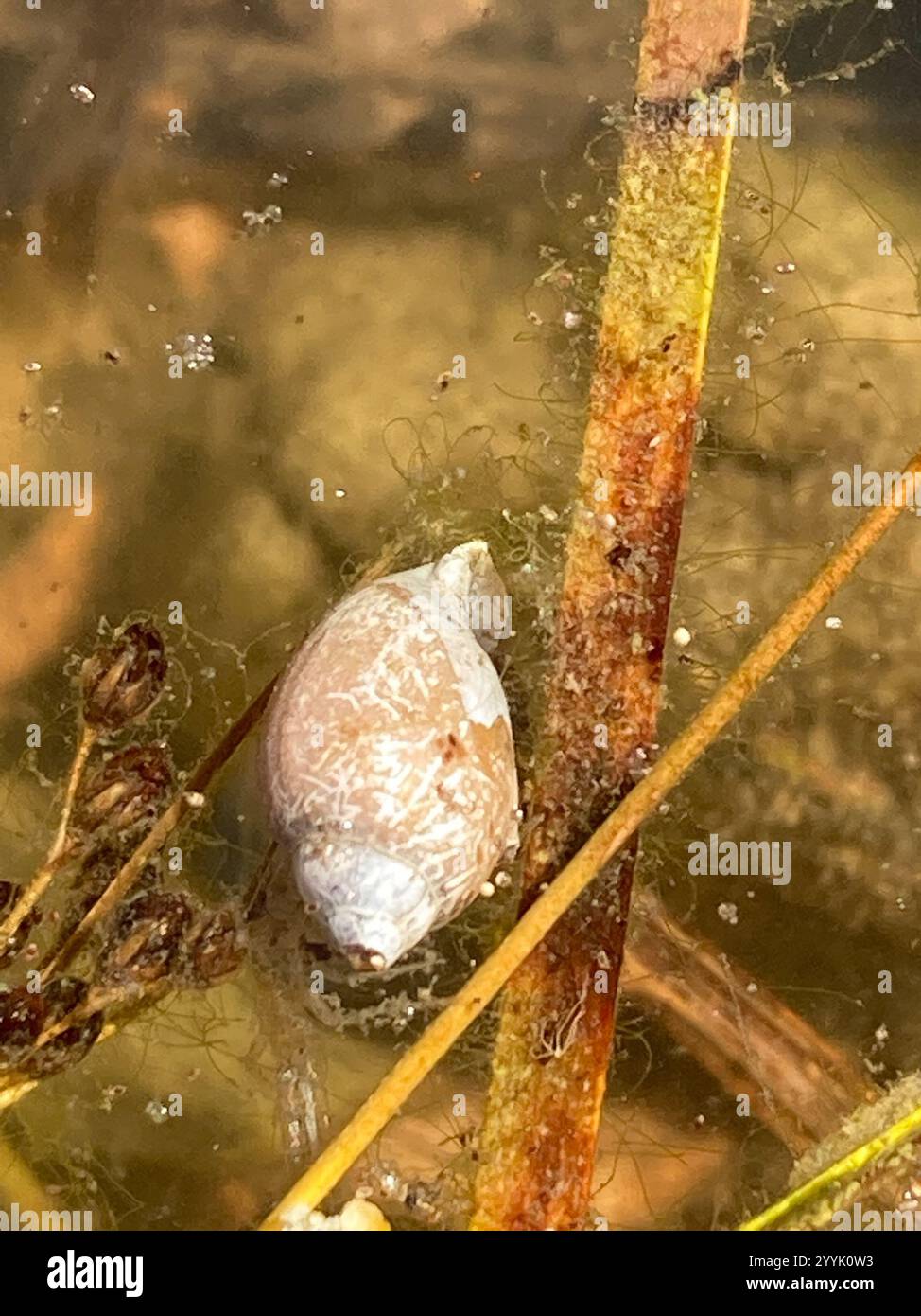 Pond Snails, Bladder Snails, and Allies (Lymnaeoidea Stock Photo - Alamy
