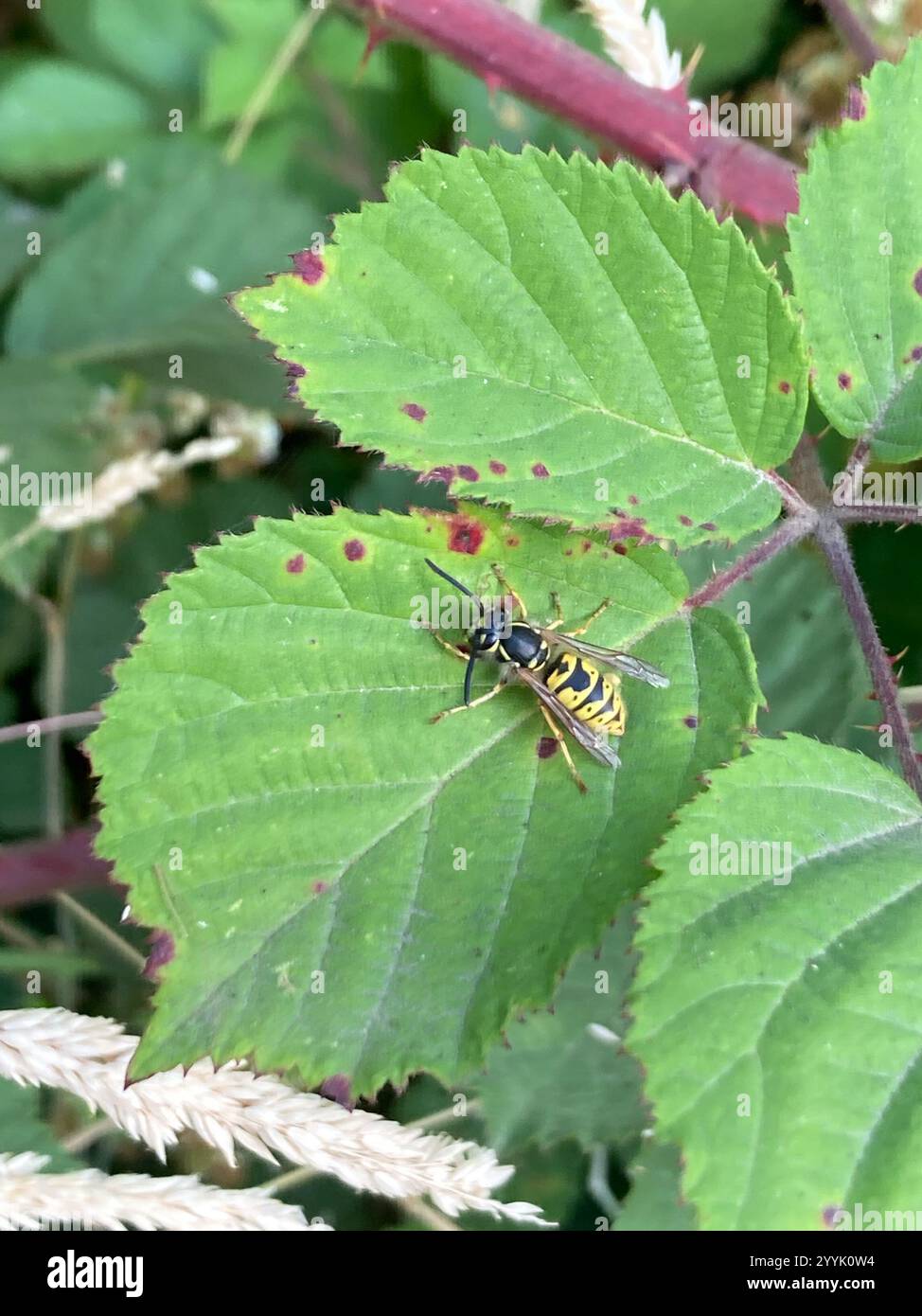 Common European Yellowjacket (Vespula vulgaris Stock Photo - Alamy