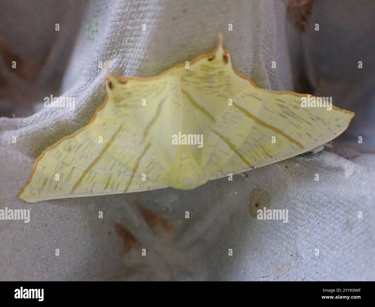 Swallow-tailed Moth (Ourapteryx sambucaria Stock Photo - Alamy