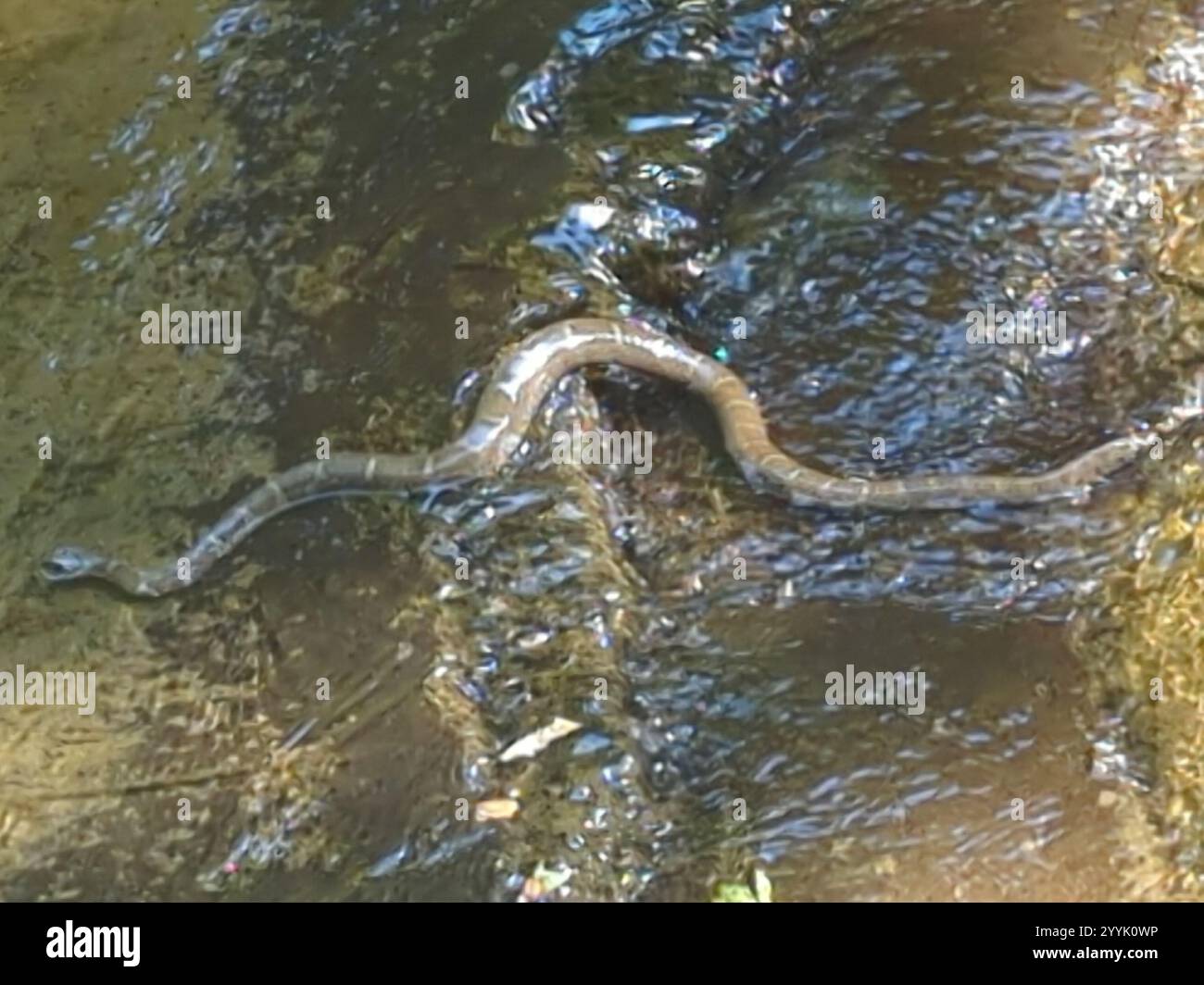 Northern Watersnake (Nerodia sipedon sipedon Stock Photo - Alamy